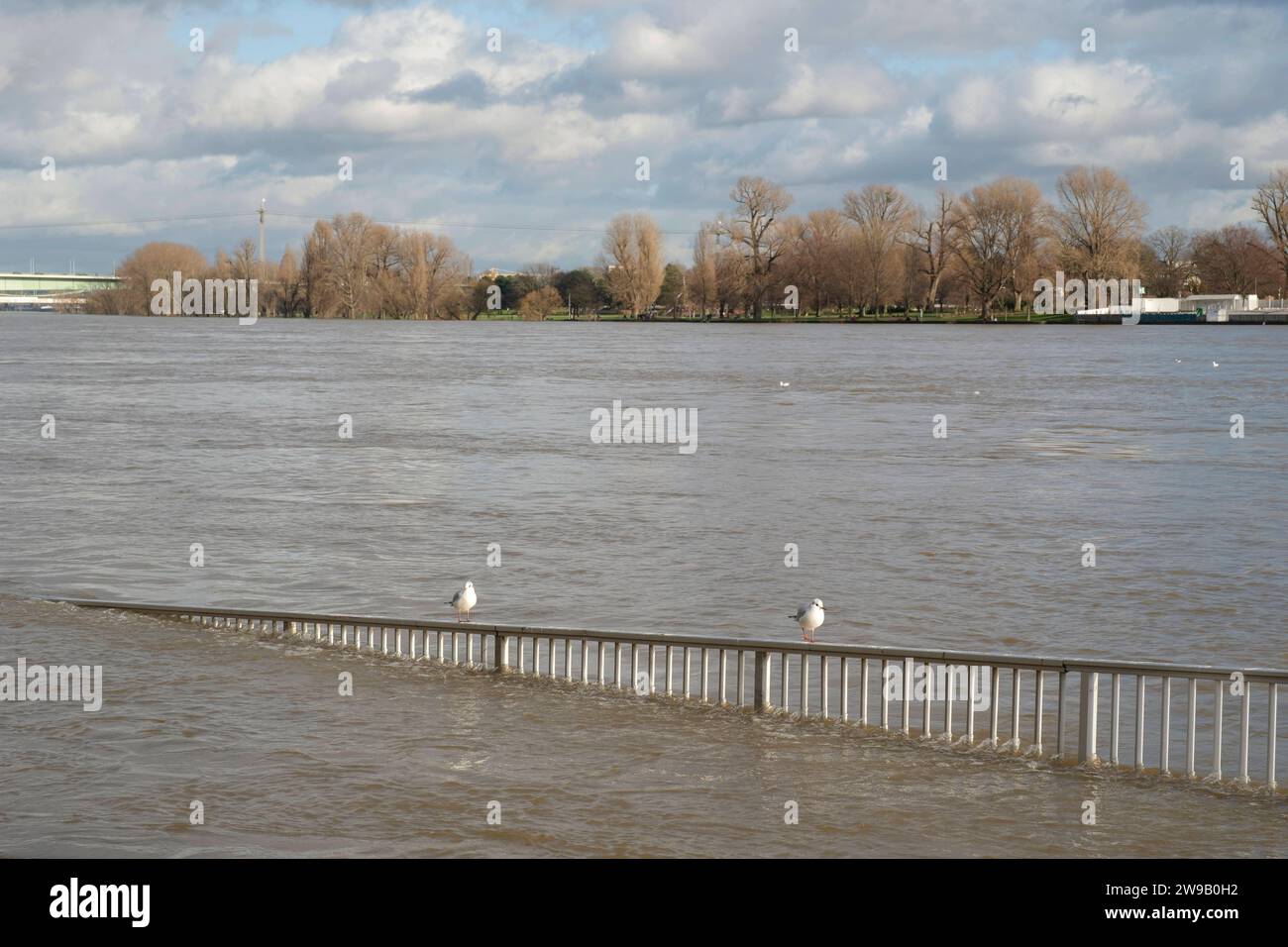 Hochwasser am Rhein in der Kölner Innenstadt *** Hochwasser am Rhein in ...