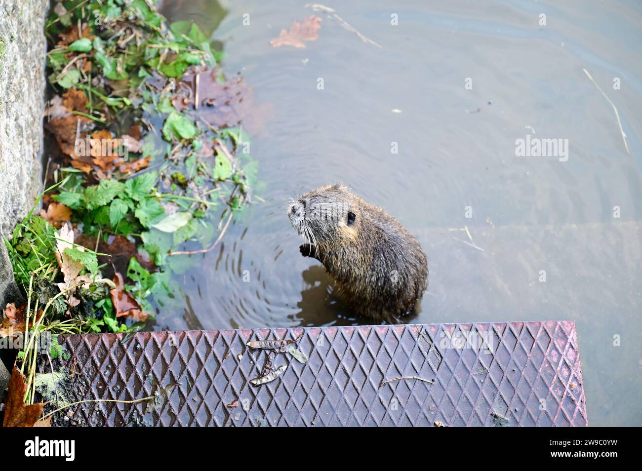 Ein Nutria bei einem Wasserpegel von über 4,20 m an der Lausitzer ...