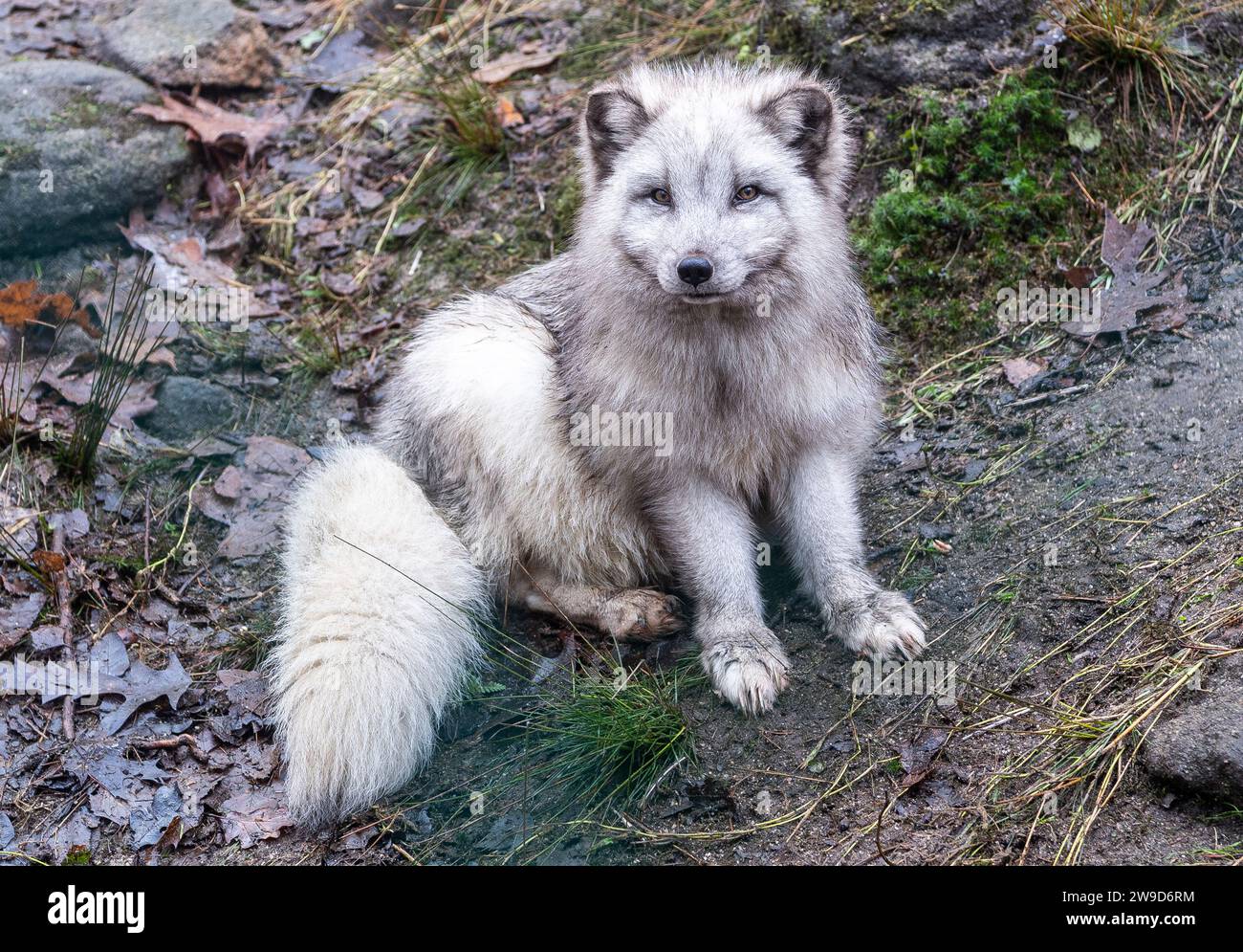 Zoo decin -Fotos und -Bildmaterial in hoher Auflösung – Alamy