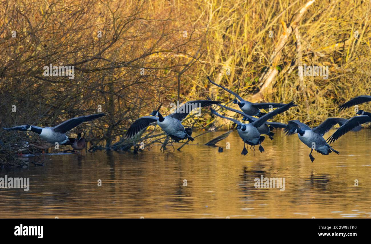 Die Canada Goose ist ein großer und lauter Wasservogel, der auf den ...