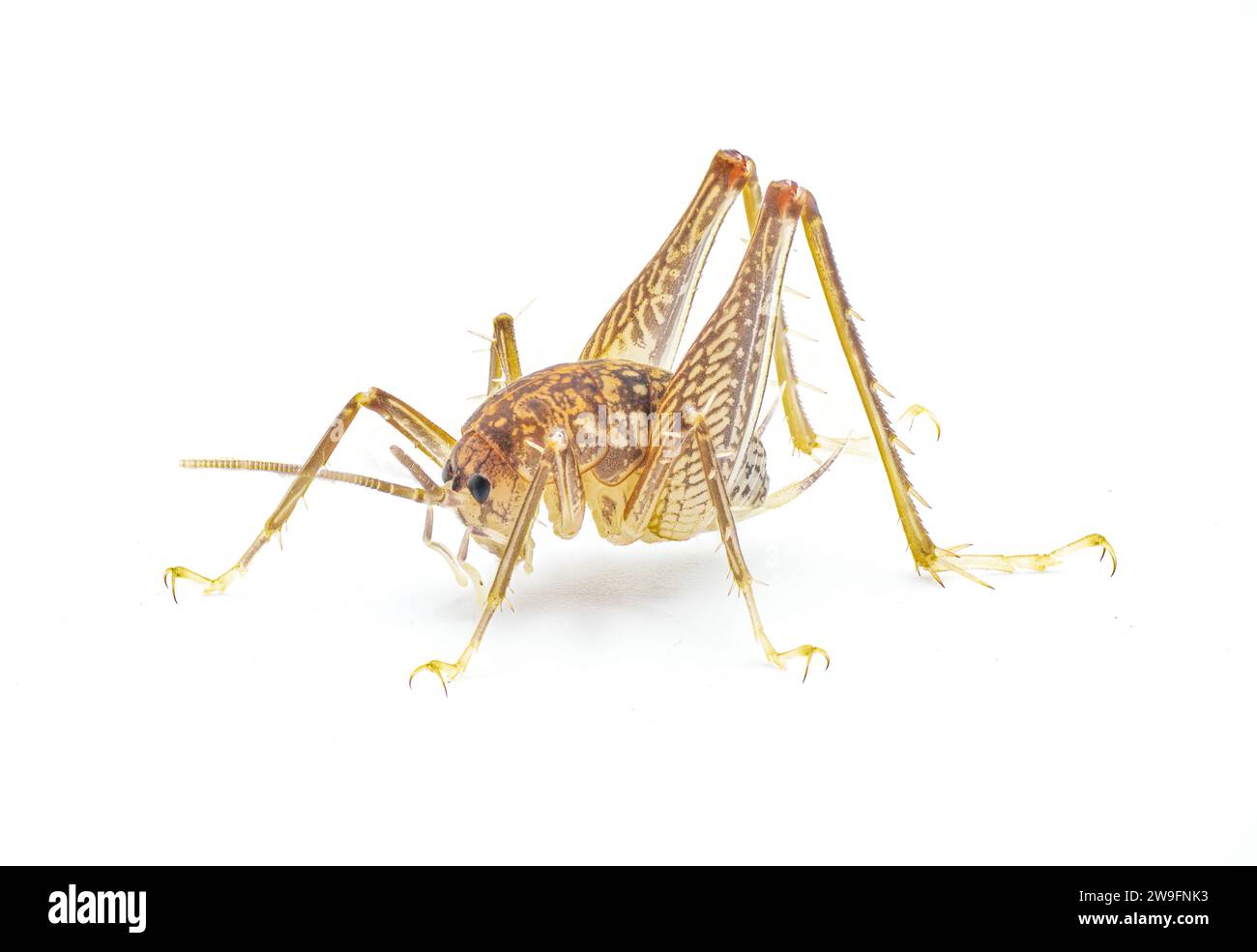 Gopher Schildkröte, Höhle oder Kamelgrille - Ceuthophilus latibuli oder ...