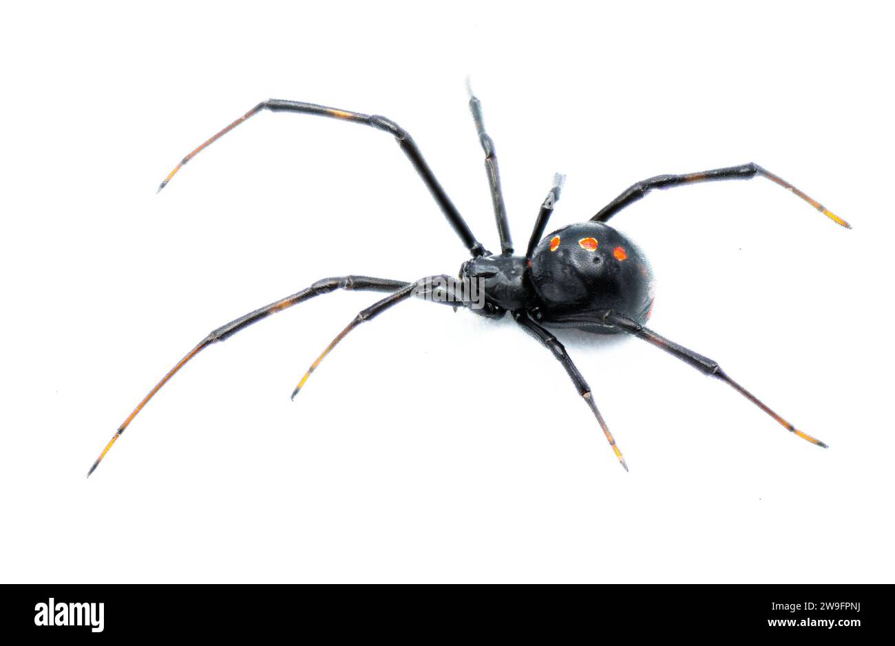 Latrodectus mactans – die südliche schwarze Witwe oder die ...
