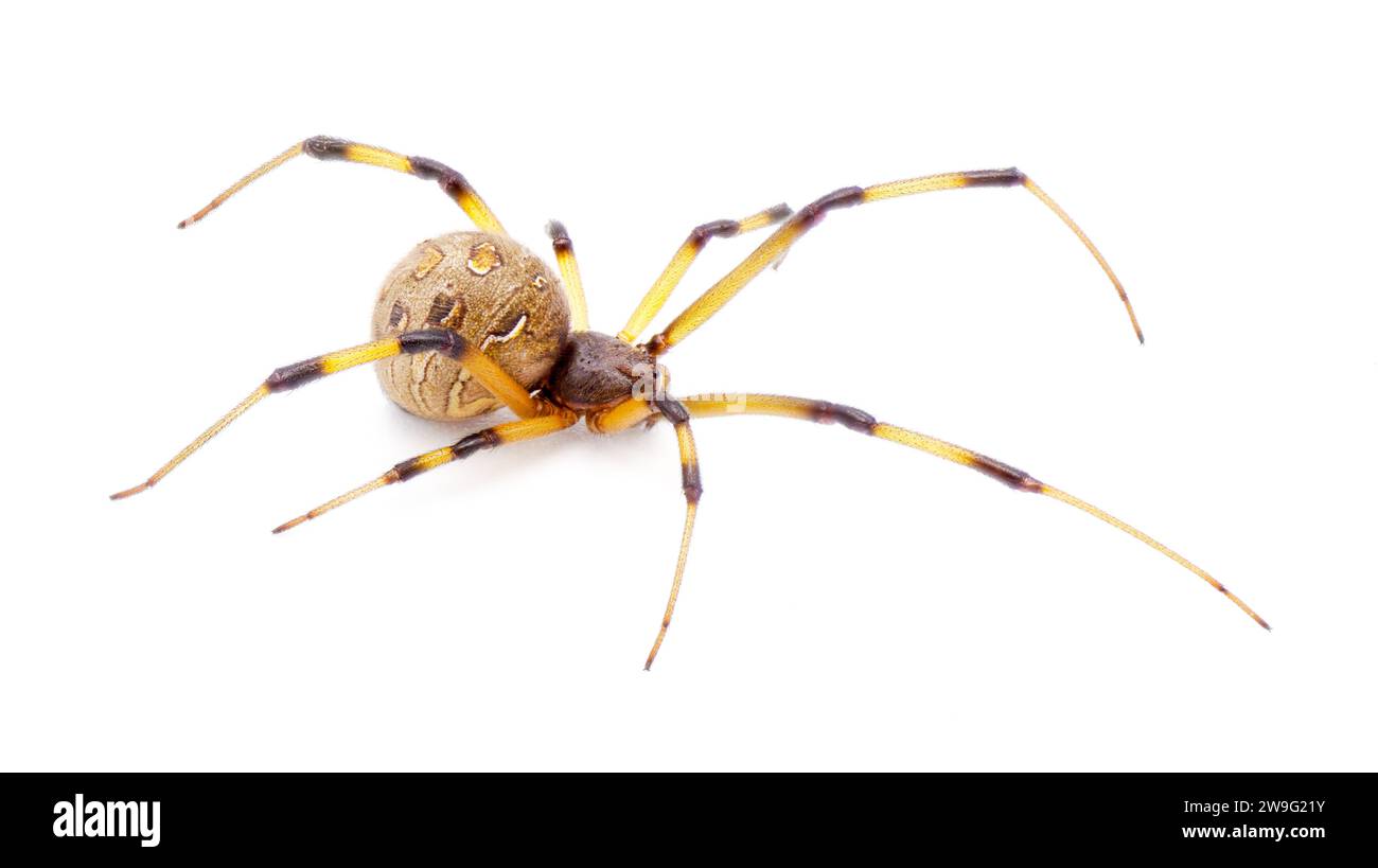Braune knopfspinne -Fotos und -Bildmaterial in hoher Auflösung – Alamy