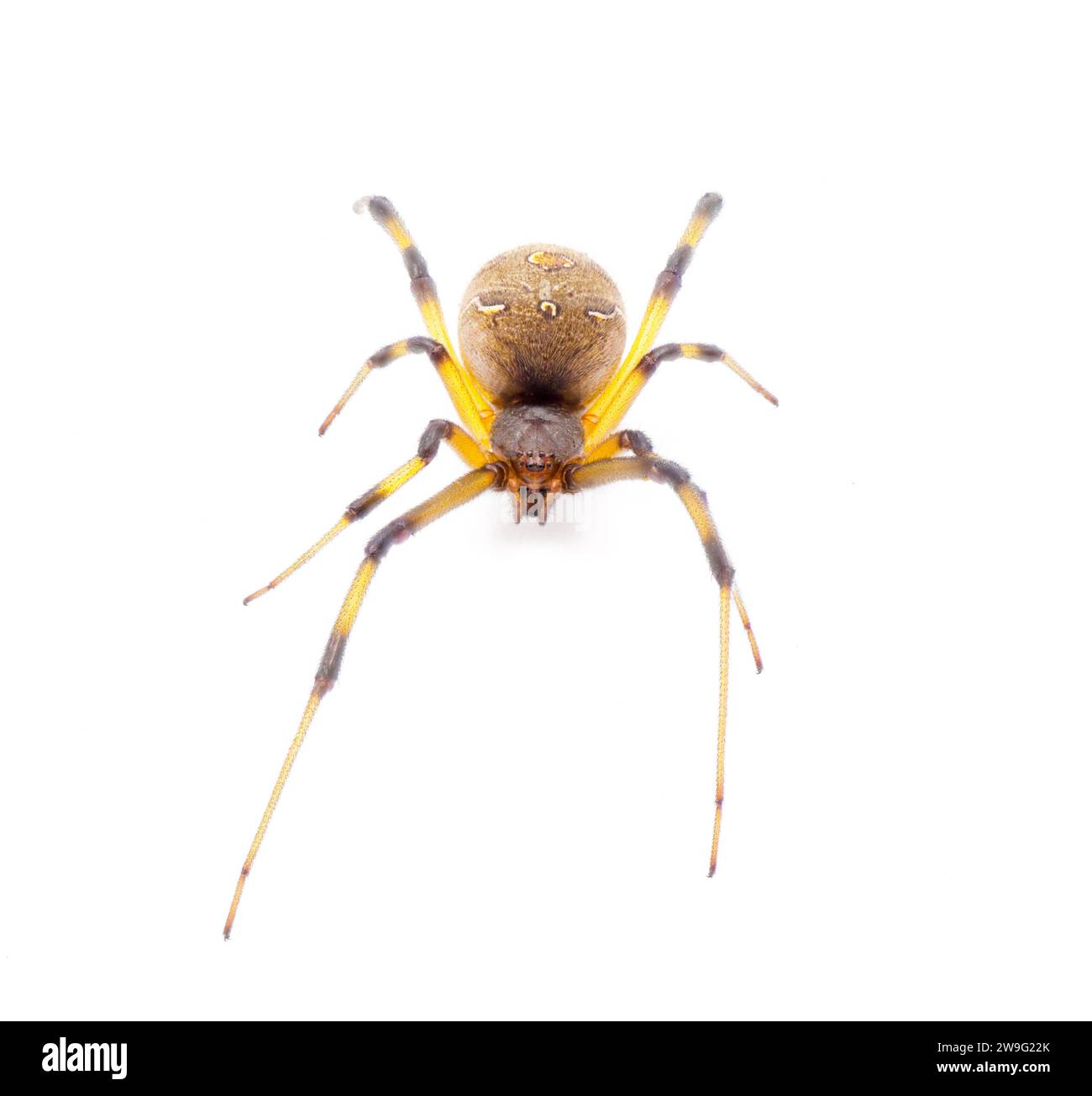 Geometrische knopfspinne -Fotos und -Bildmaterial in hoher Auflösung ...
