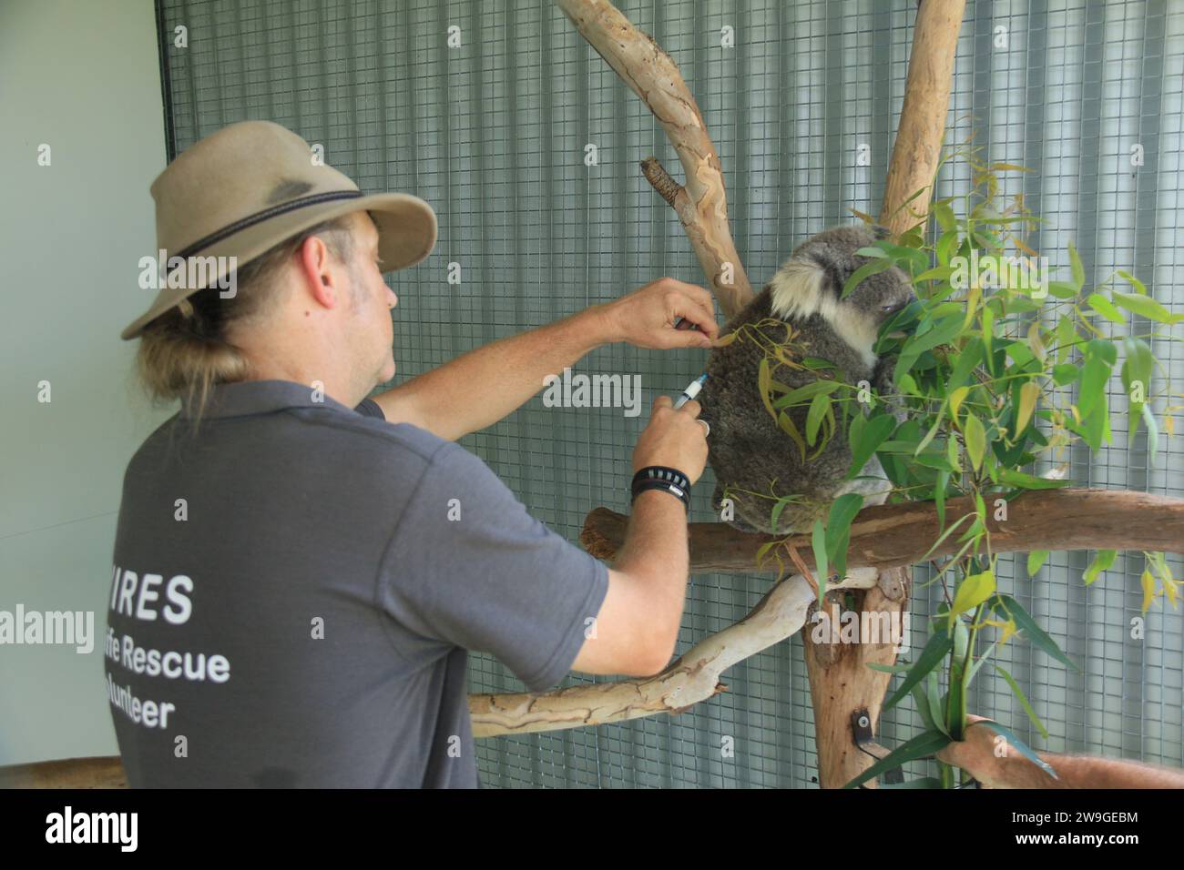 Sydney, Australien. Dezember 2023. Morgan Philpott von der ...