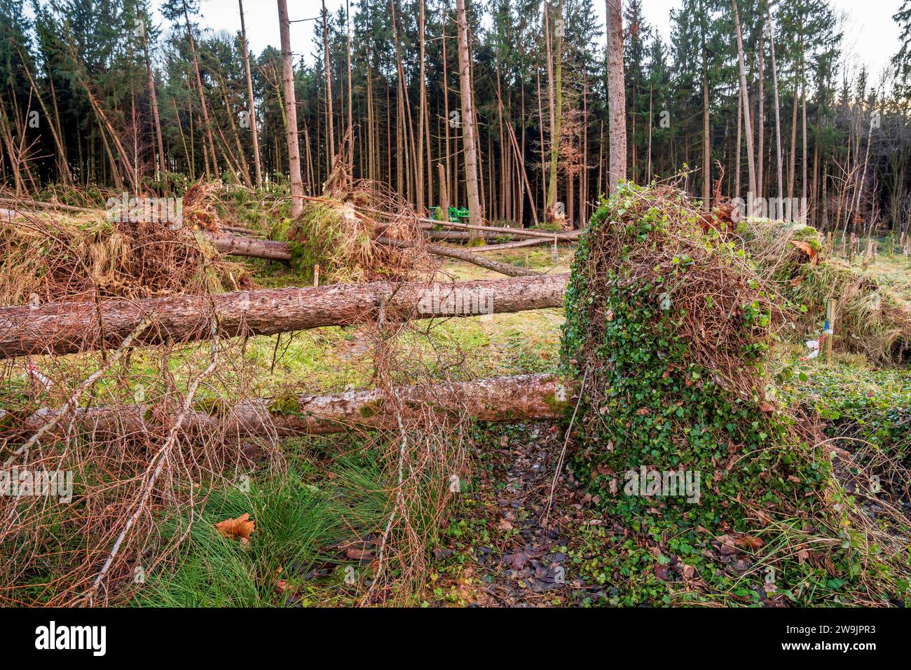 Steinhaus bei Wels, Österreich. 27. Dezember 2023. Entwurzelte Bäume nach Sturmtief Zoltan in ...