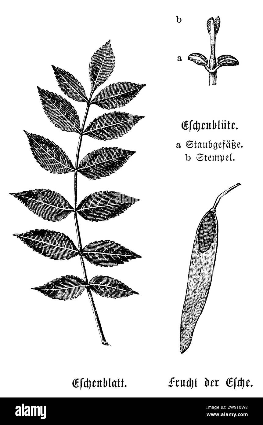 Fraxinus excelsior leaf Schwarzweiß-Stockfotos und -bilder - Alamy