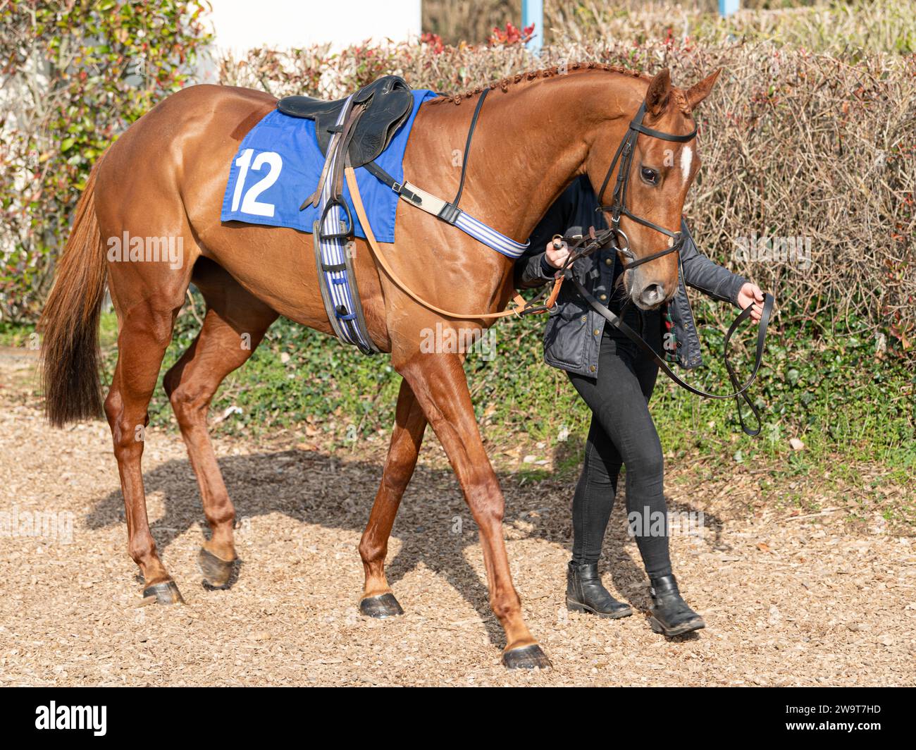 Rex dingle und phoenix risen -Fotos und -Bildmaterial in hoher ...