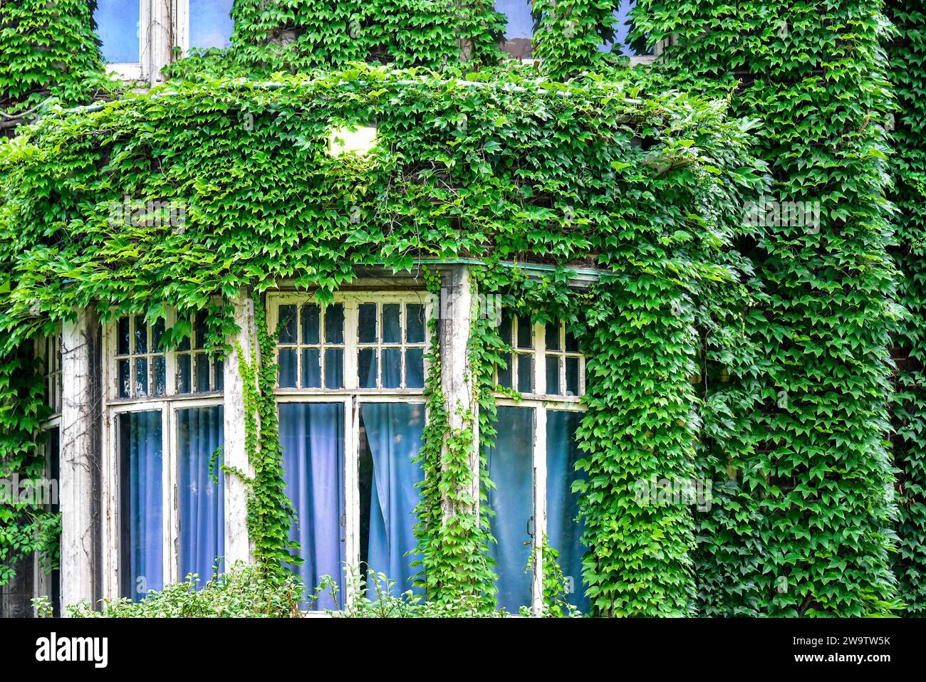 Lebendiger grüner Weinstock in einer alten Gebäudewand. Das Bild wurde ...