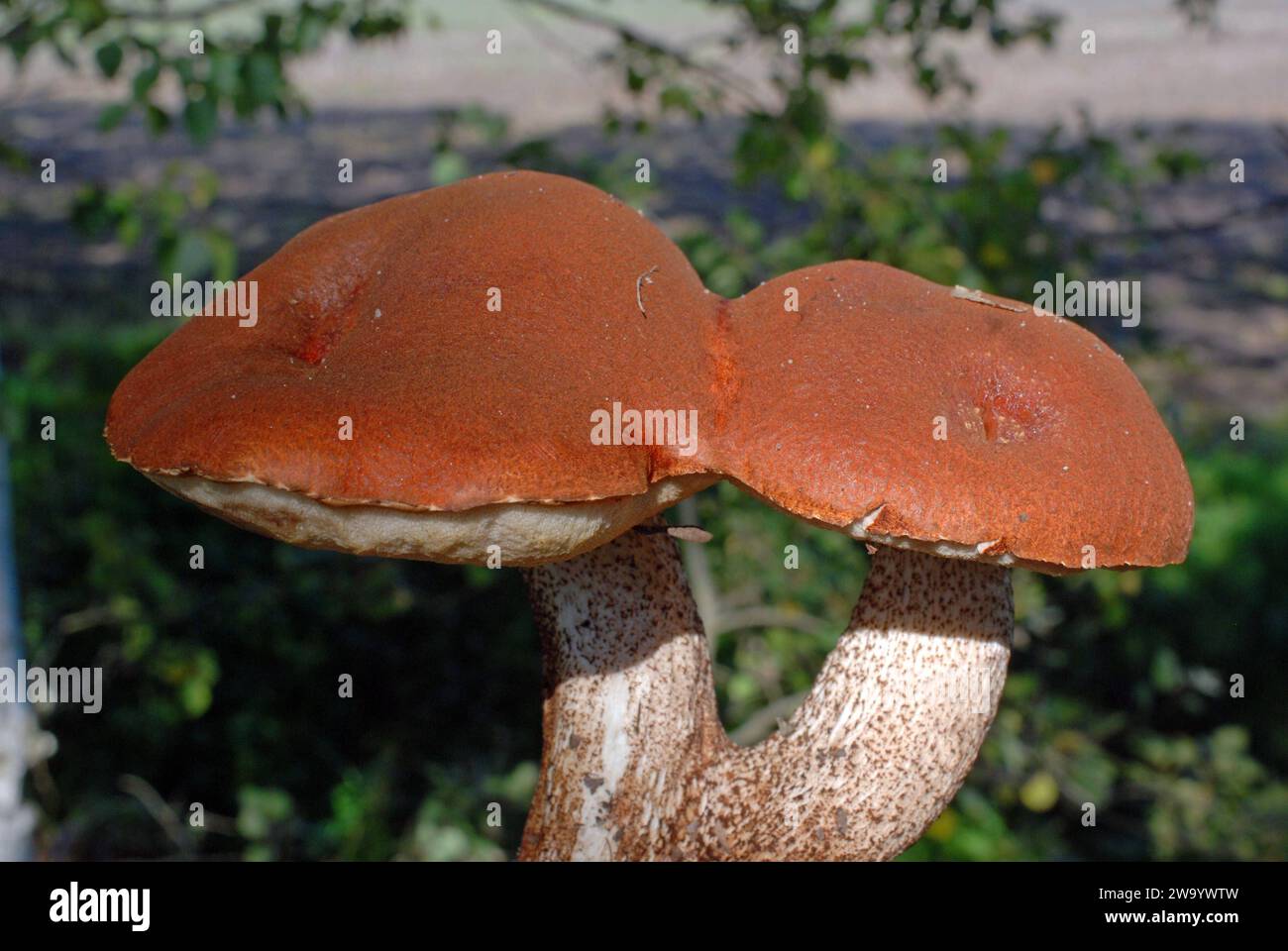 23.09.2010 Birkenrotkappen Deutschland/Sachsen Anhalt/Altmark ...