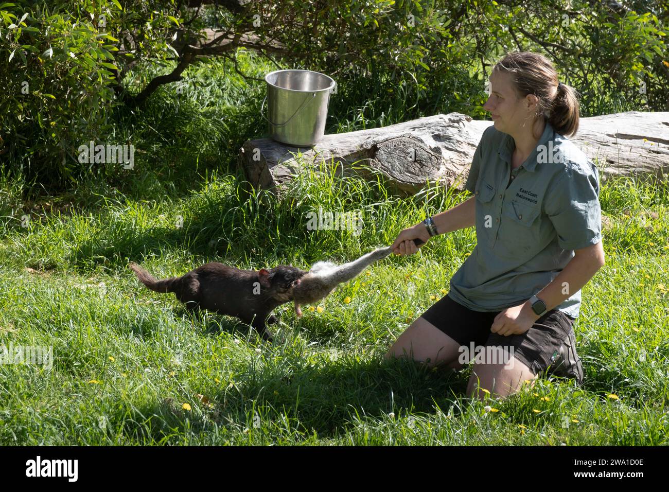 Der Tasmanische Teufel zieht an einem Kängurubein, das von einer ...