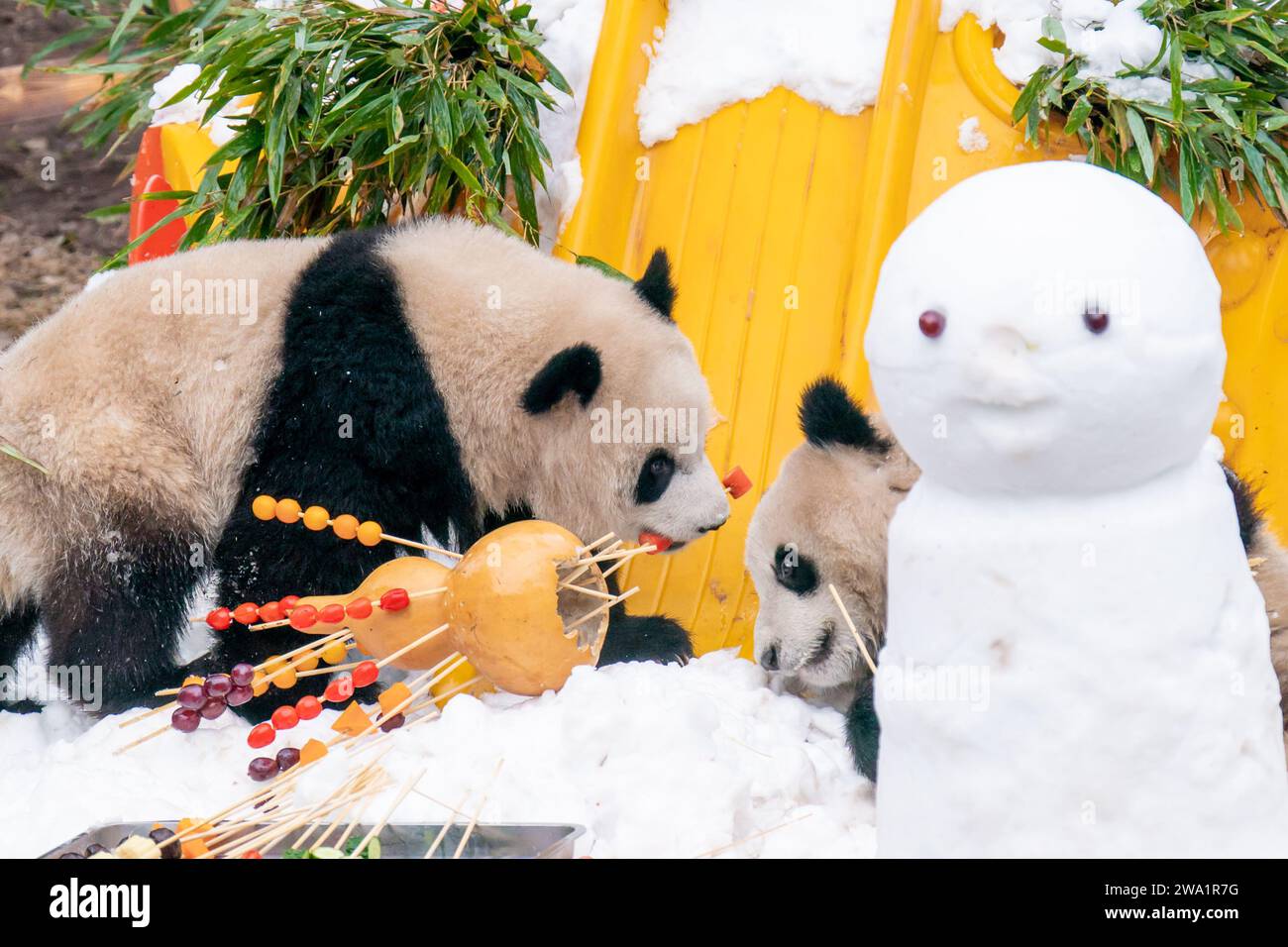 CHONGQING, CHINA - 1. JANUAR 2024 - zwei riesige Pandas essen neben ...