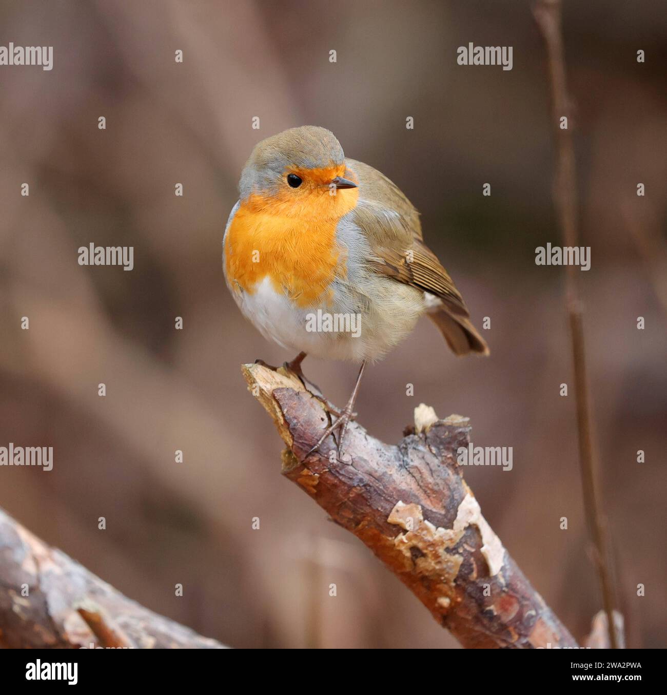 Berlin, Spandau, Rotkehlchen Erithacus rubecula, Vogel des Jahres 1992 ...