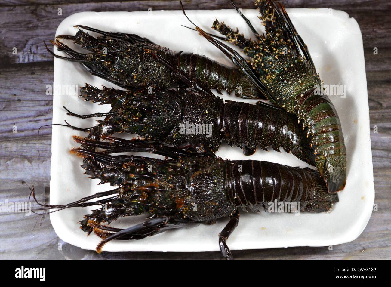 Roher, ungekochter, frischer Hummer, Hummer ist eine Familie der ...