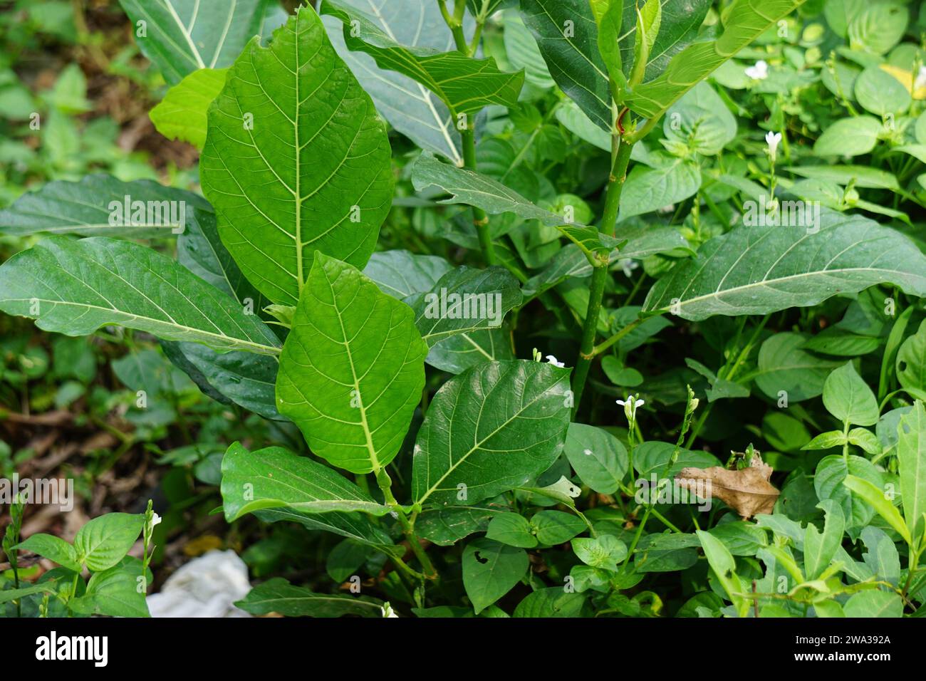 Ficus septica (Awar-awar, bar-abar, KI ciyat, bobulutu, Tagalolo, Tobo ...