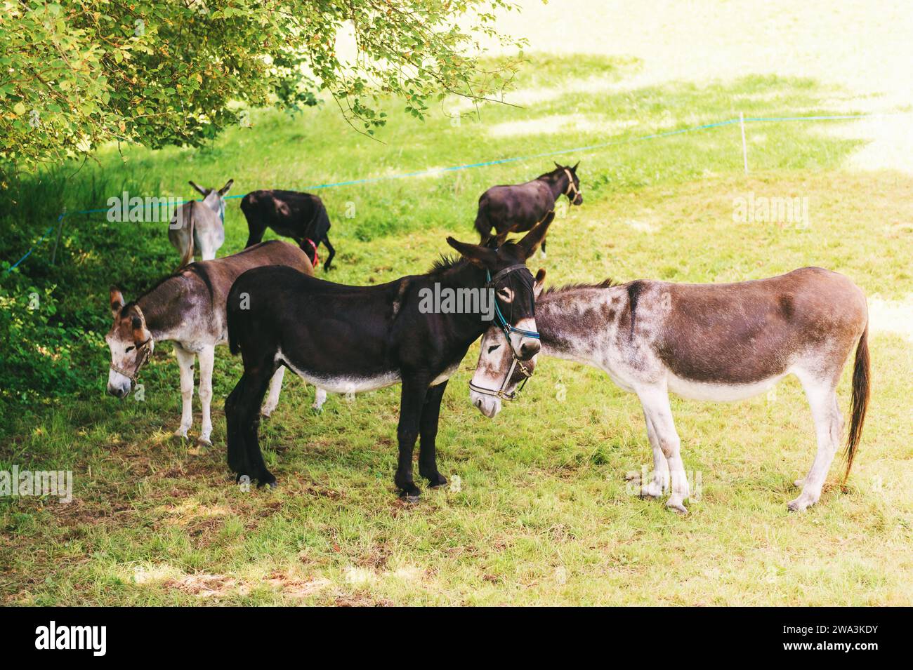 Gruppe von eseln -Fotos und -Bildmaterial in hoher Auflösung – Alamy
