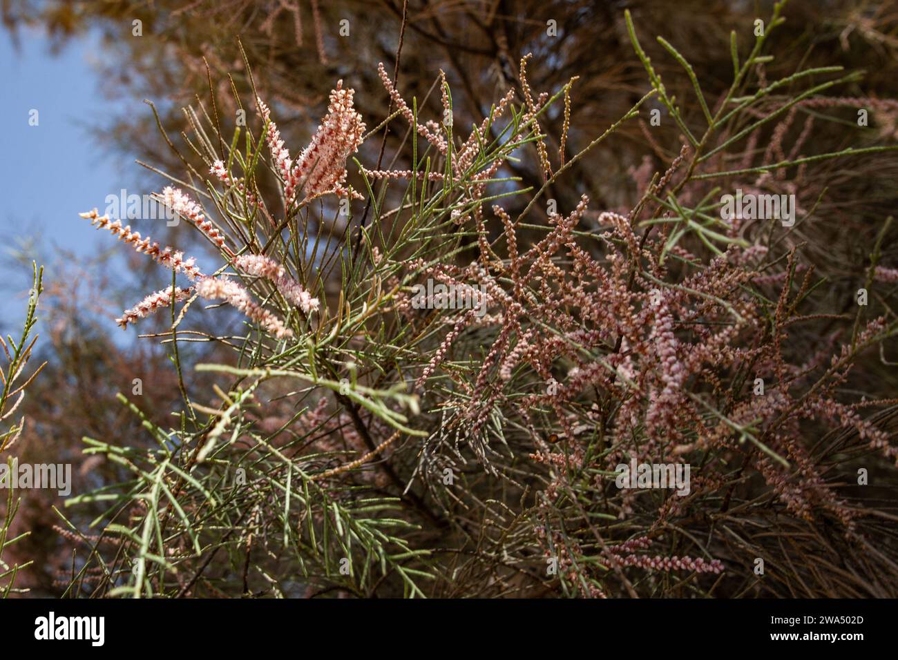 Tamarix Aphylla ist die größte bekannte Tamarix-Art mit Höhen bis zu 18 ...