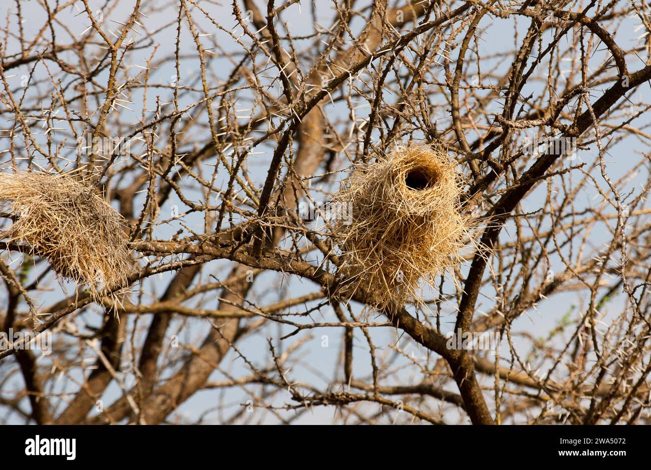 Nest des Weißbrauenwebers (Plocepasser mahali). Dieser kleine singvogel (Passerine) bildet laute ...