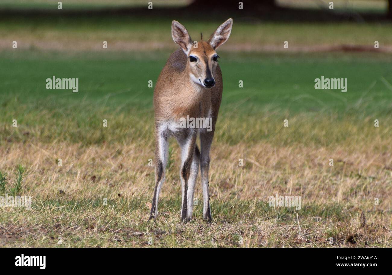 Dwarf antelopes -Fotos und -Bildmaterial in hoher Auflösung – Alamy