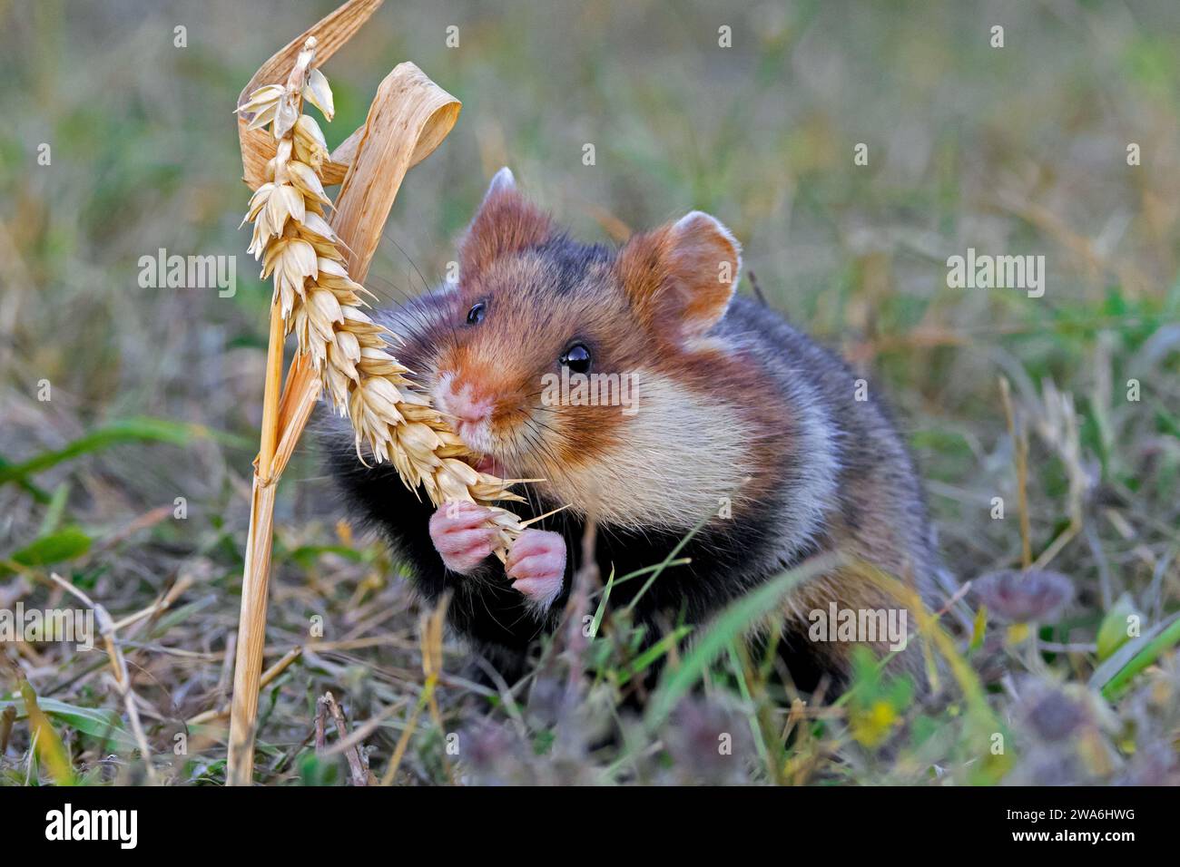 Europäischer Hamster / eurasischer Hamster / Schwarzbauchhamster ...