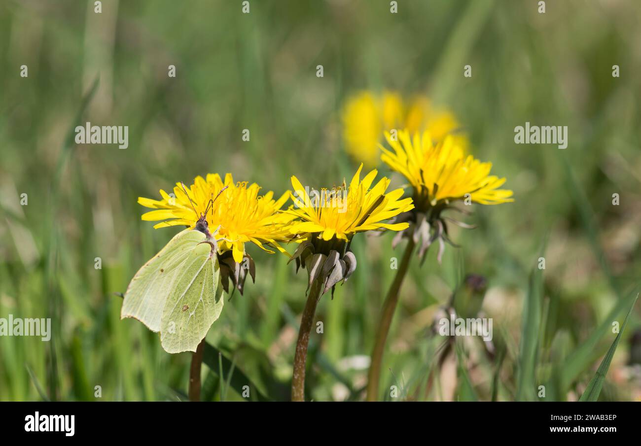 Gonepteryx rhami -Fotos und -Bildmaterial in hoher Auflösung – Alamy