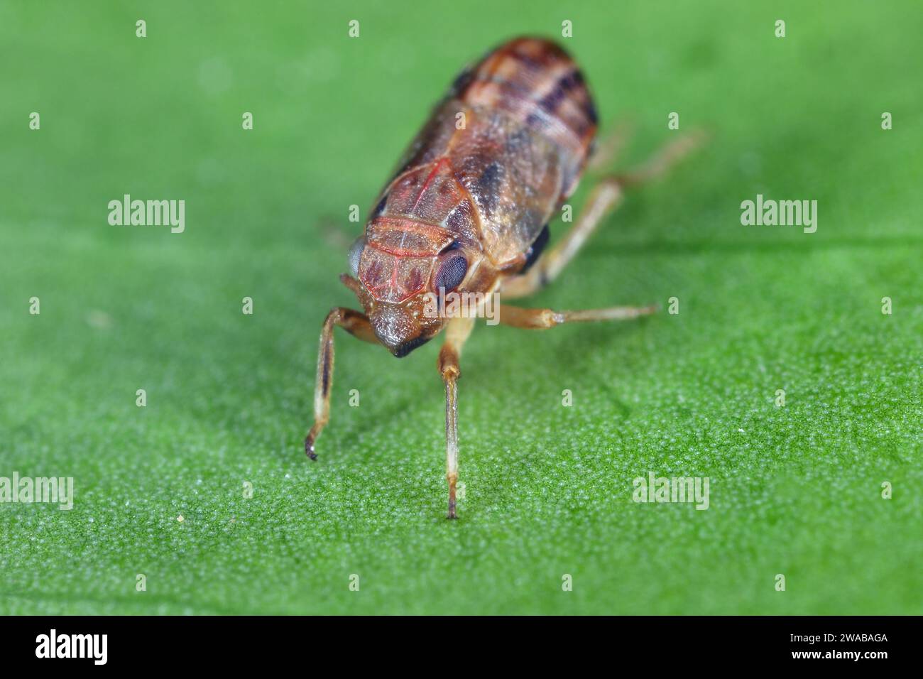 Asarcopus palmarum -Fotos und -Bildmaterial in hoher Auflösung – Alamy