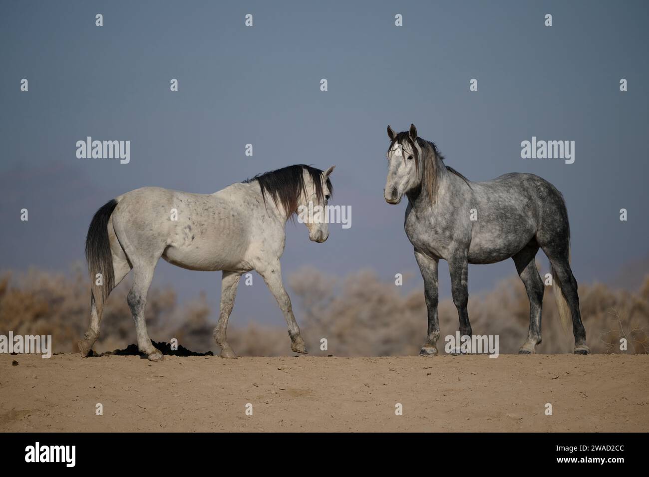 Pferd in freier wildbahn -Fotos und -Bildmaterial in hoher Auflösung – Alamy