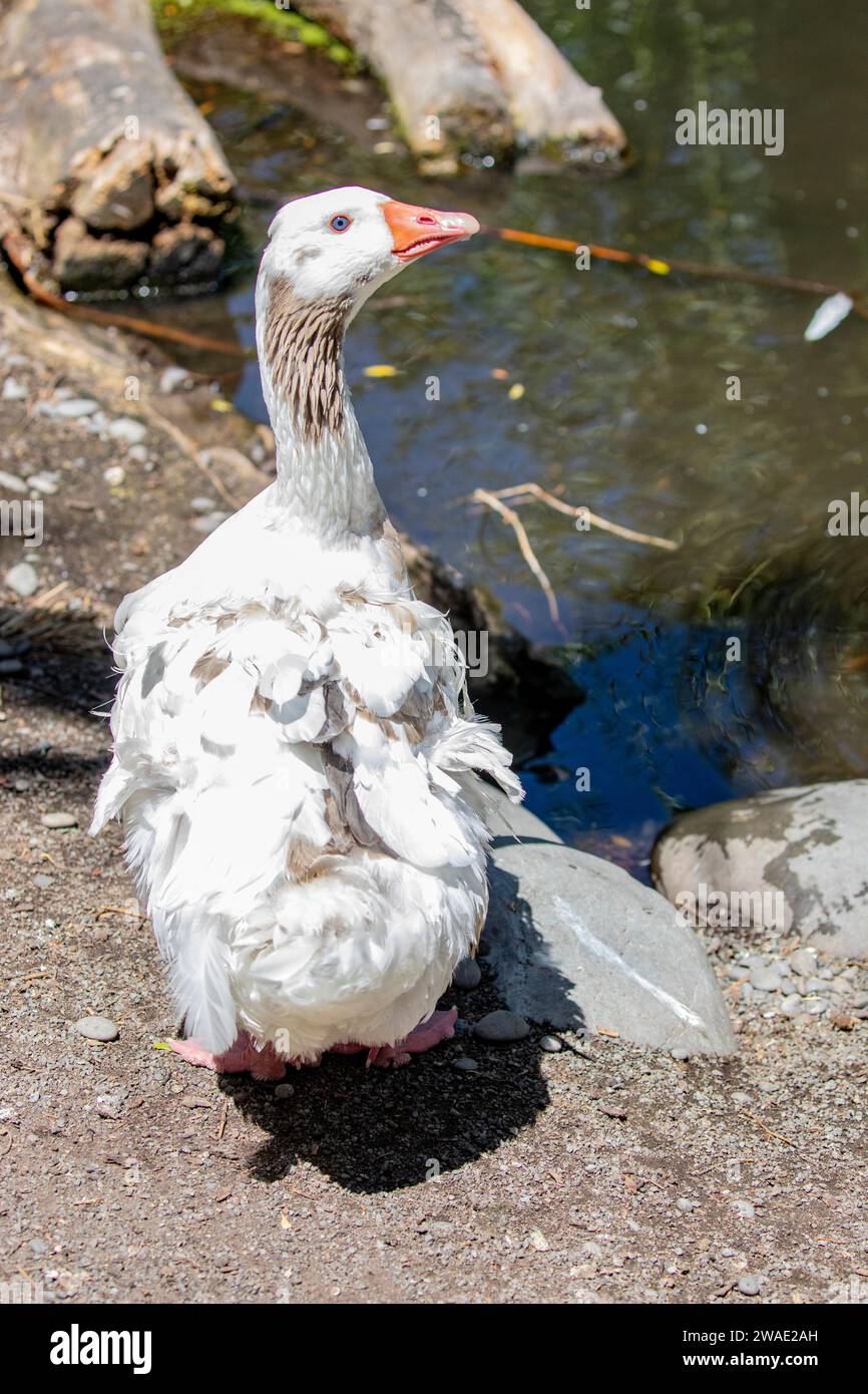Mittelgroße gans -Fotos und -Bildmaterial in hoher Auflösung – Alamy