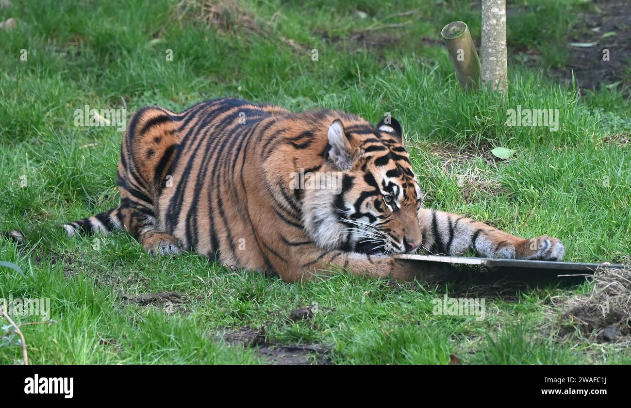 Sumatra-Tiger haben die schmalsten schwarzen Streifen aller Tiger ...