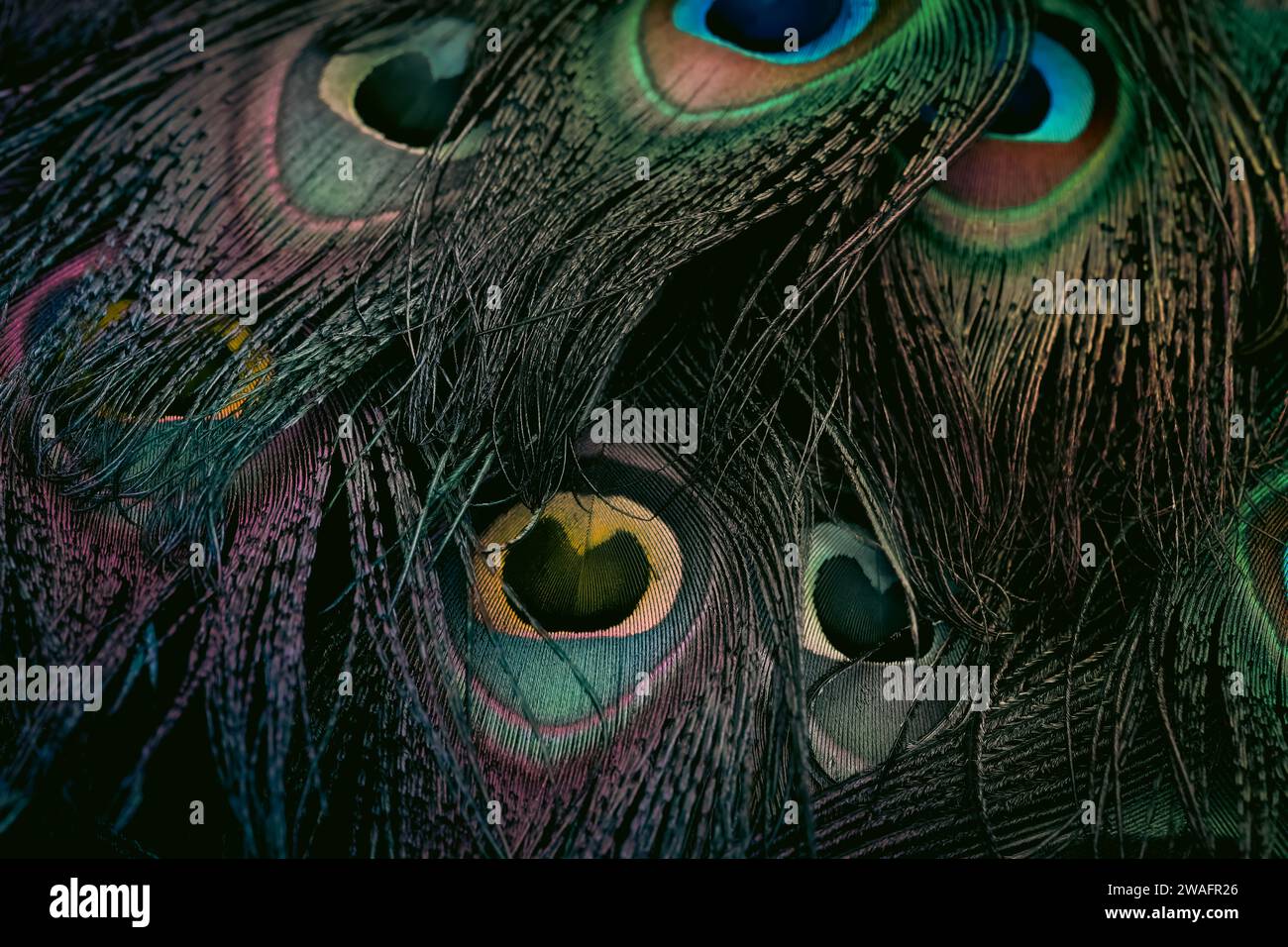 Helle farben federn -Fotos und -Bildmaterial in hoher Auflösung – Alamy