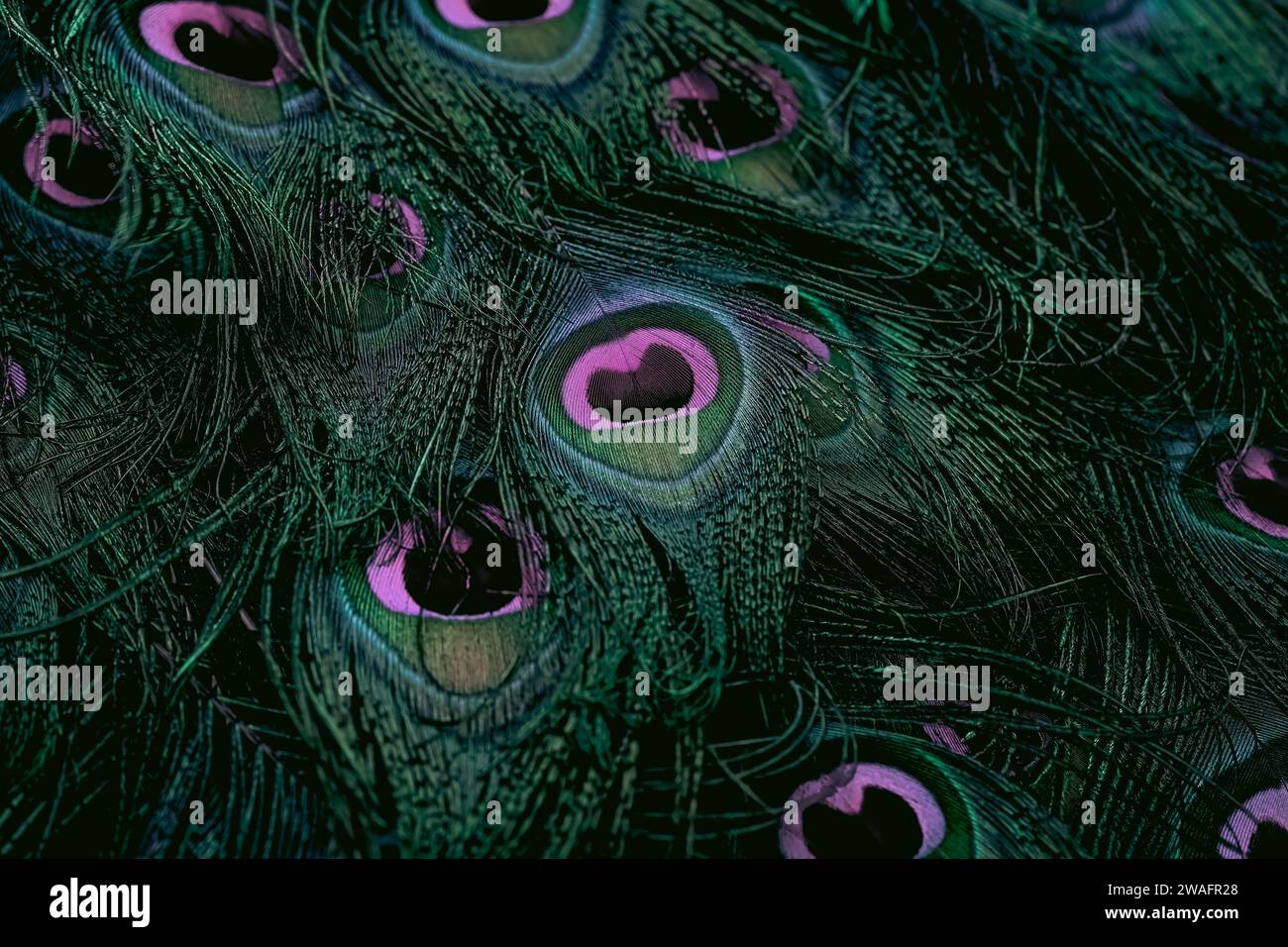 Bezaubernde federn -Fotos und -Bildmaterial in hoher Auflösung – Alamy