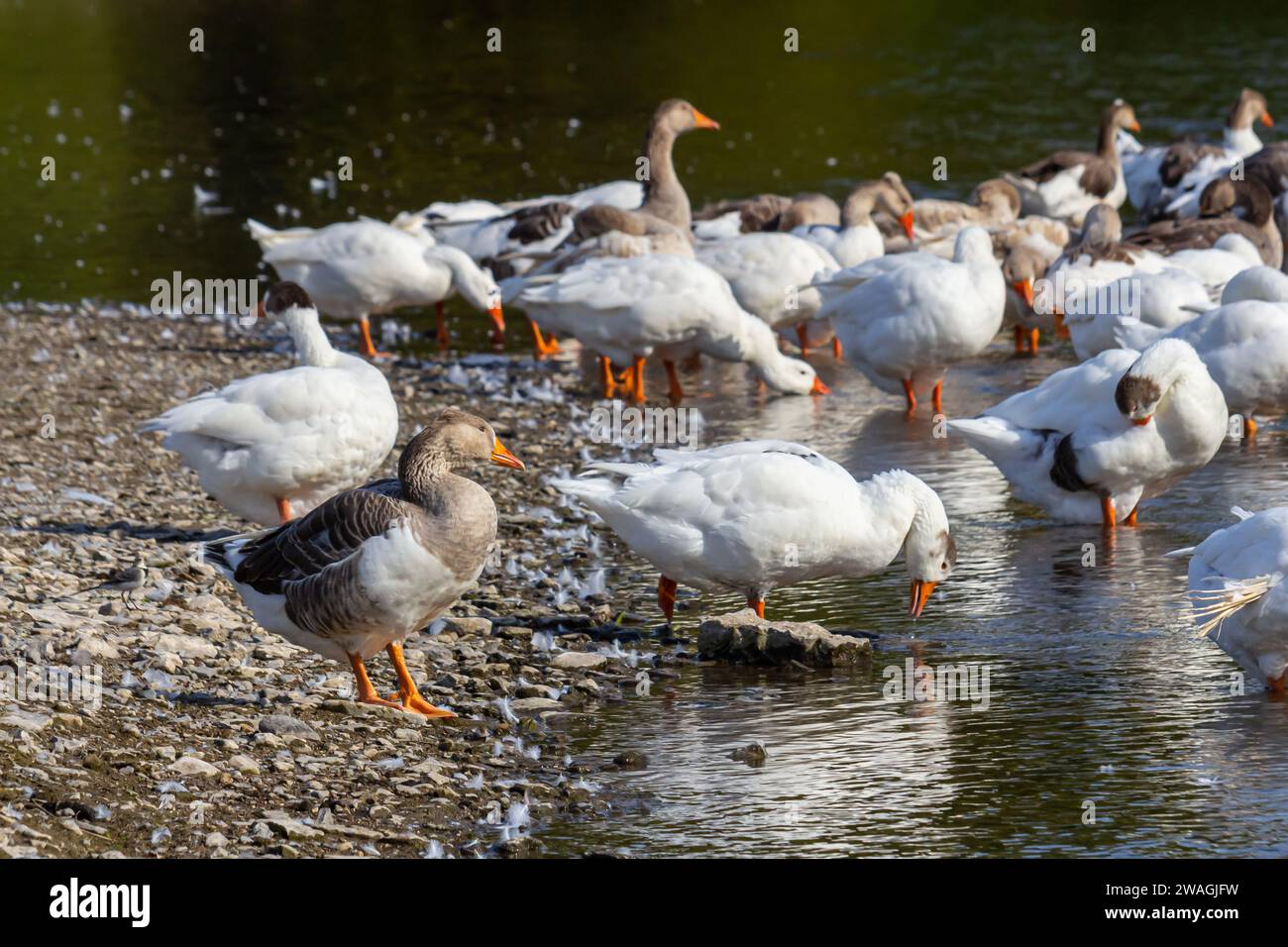 Eine Hausgans ist eine Gans, die Menschen domestiziert und für Fleisch ...