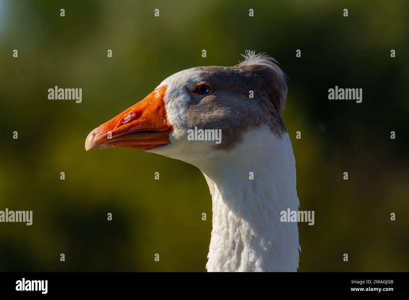 Eine Hausgans ist eine Gans, die Menschen domestiziert und für Fleisch ...