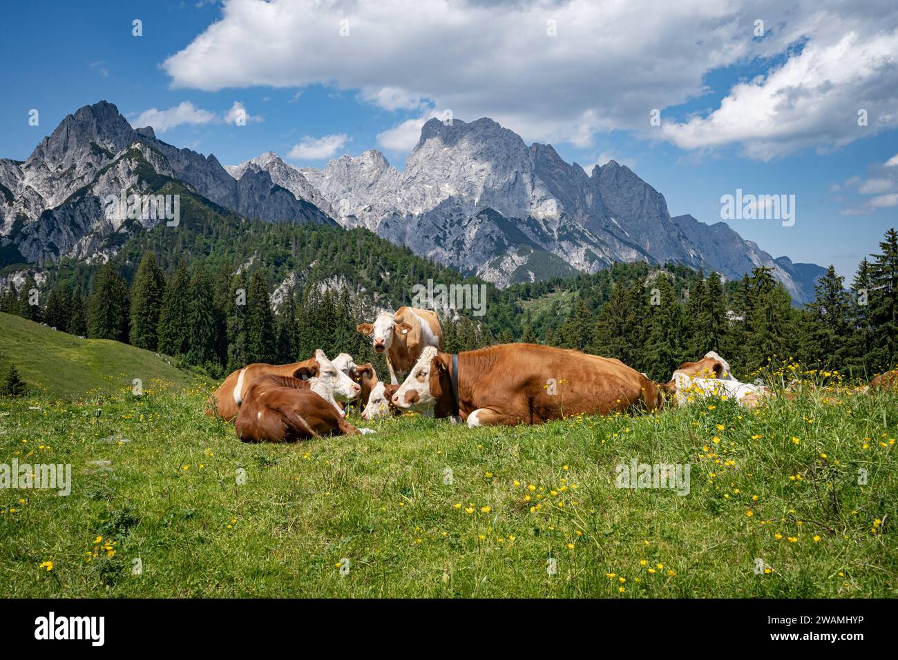 Almpanorama - rotbunte Kühe liegt entspannt auf einer grünen Alm mit einem majestätischen ...