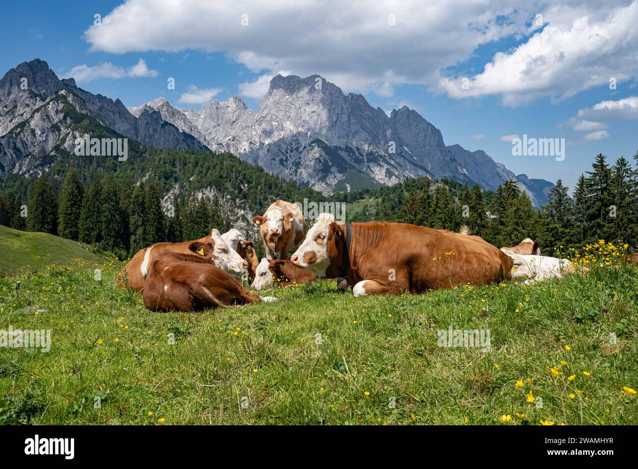 Almpanorama - rotbunte Kühe liegt entspannt auf einer grünen Alm mit einem majestätischen ...