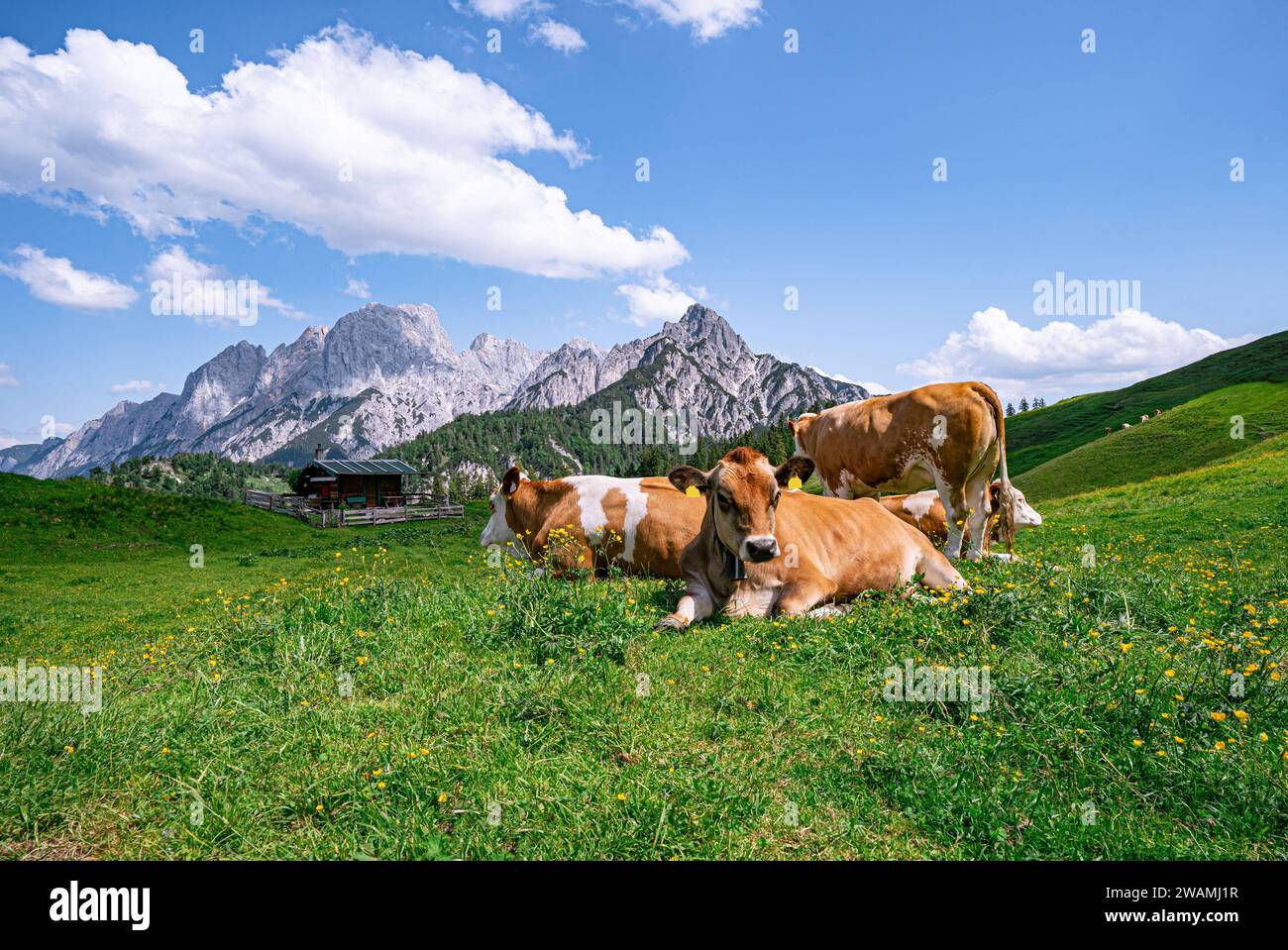 Malerische Almlandschaften - Braunvieh -Kühe mit Glocke auf einer grünen Alm vor Gebirgspanorama ...