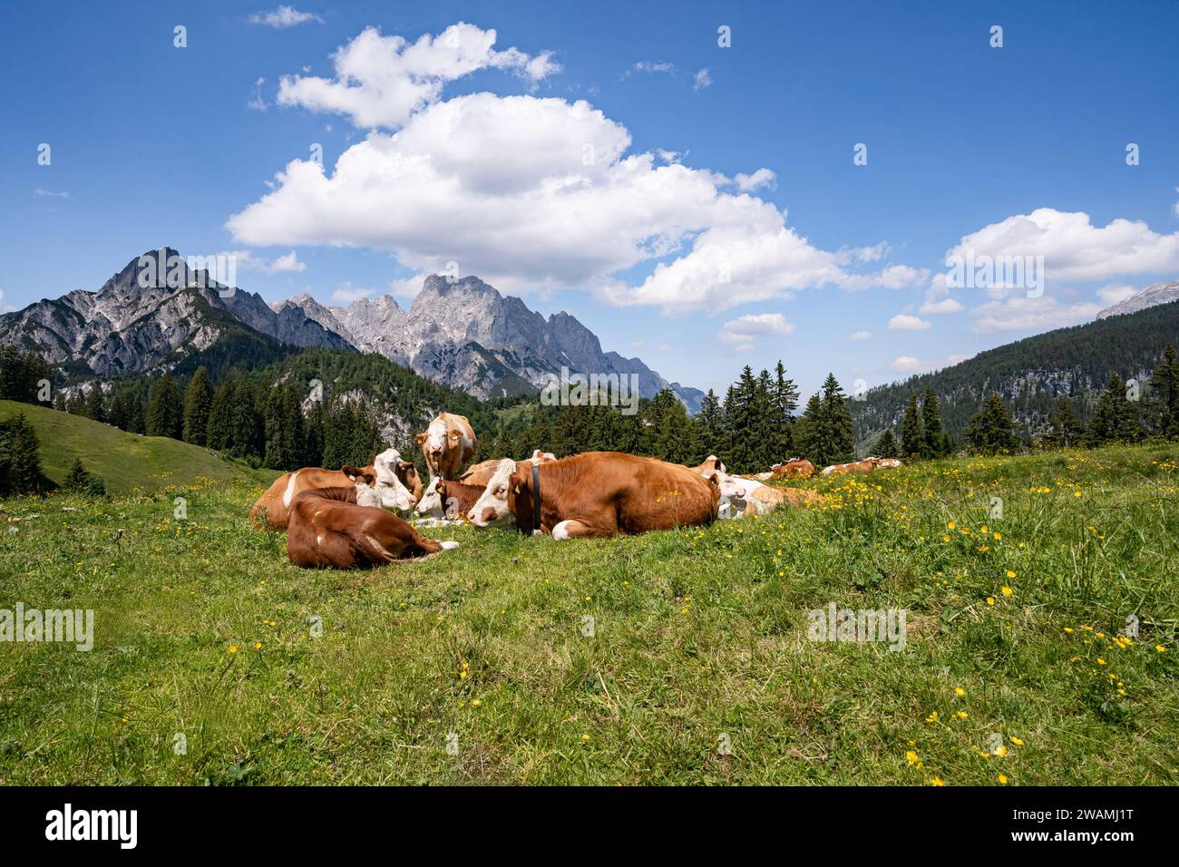 Almpanorama - rotbunte Kühe liegt entspannt auf einer grünen Alm mit einem majestätischen ...