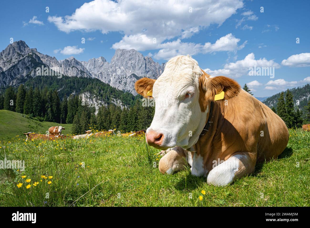Litzl alm -Fotos und -Bildmaterial in hoher Auflösung – Alamy