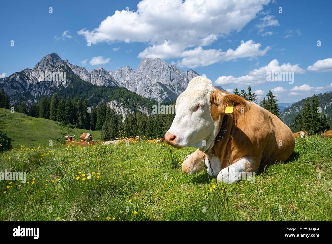 Fleckvieh - Kuh liegt entspannt auf der grünen Litzlalm mit einem imposanten Gebirge im ...