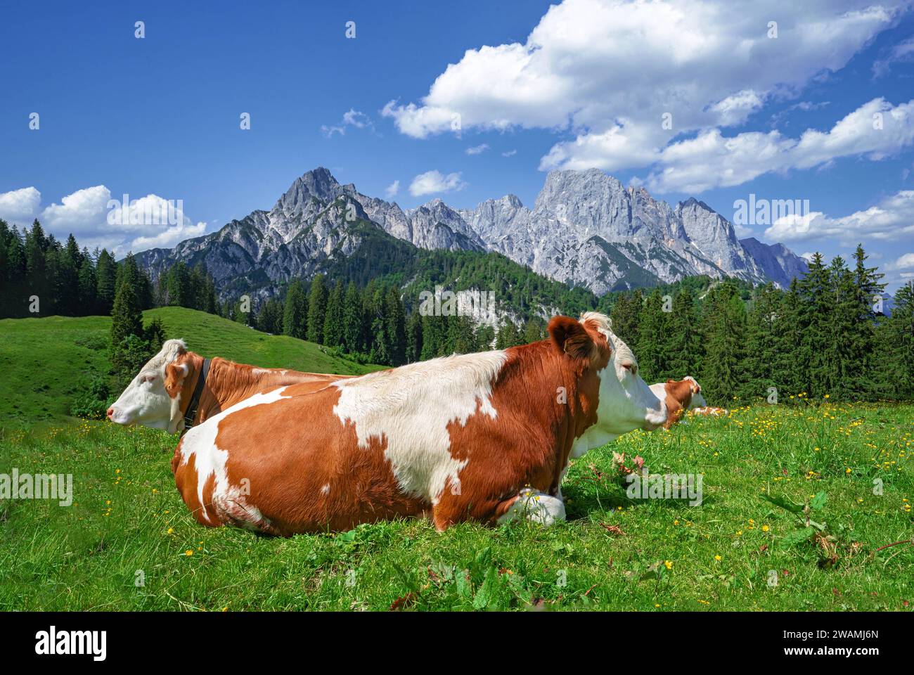 Zwei Kühe liegt auf einer grünen Alm vor einem majestätischen Gebirge in den Alpen. Idyllische ...