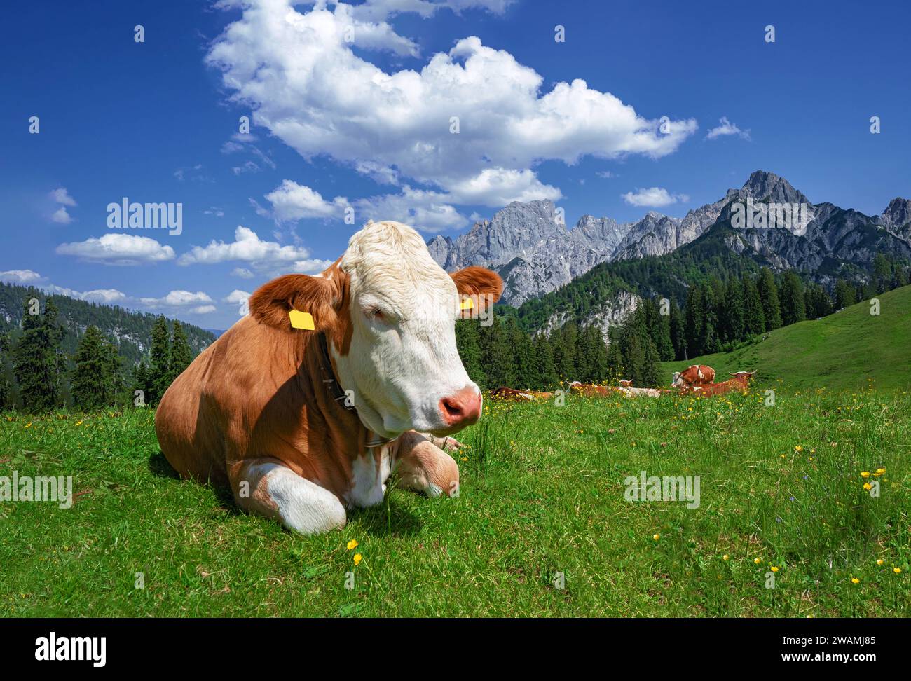 Fleckvieh - Kuh liegt entspannt auf einer grünen Alm mit einem imposanten Gebirge im Hintergrund ...