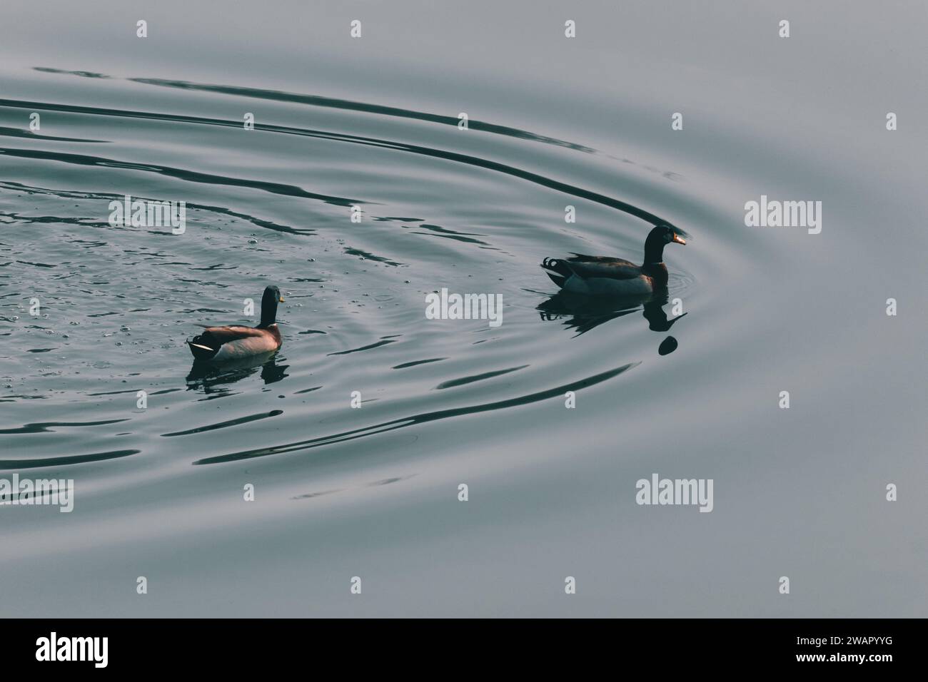 Enten im winter see -Fotos und -Bildmaterial in hoher Auflösung – Alamy