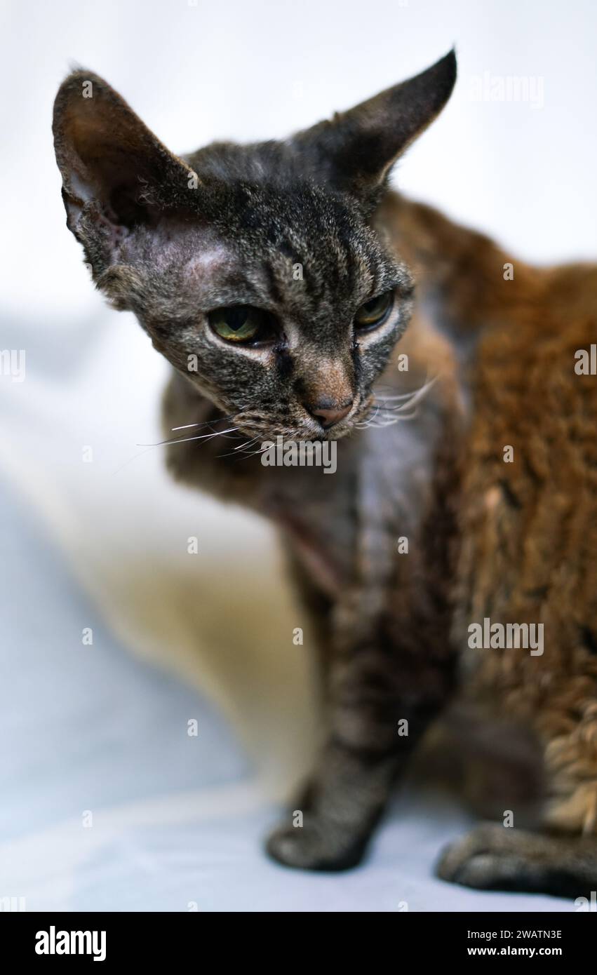 Rex katze -Fotos und -Bildmaterial in hoher Auflösung – Alamy