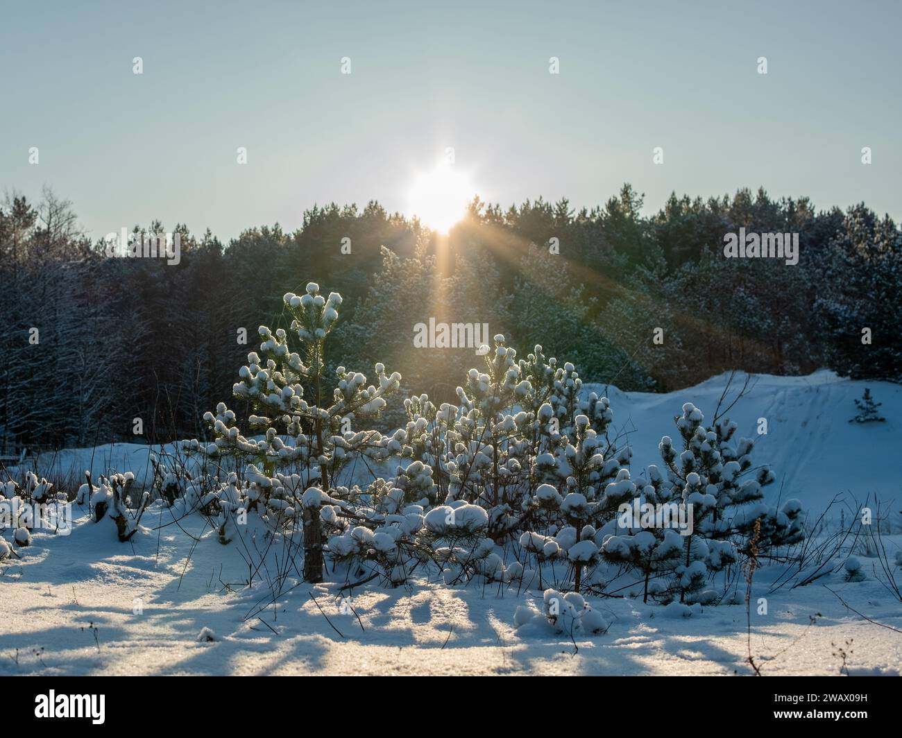 Wo schneebedeckte Tannen auf Sandstrände treffen, eine malerische ...