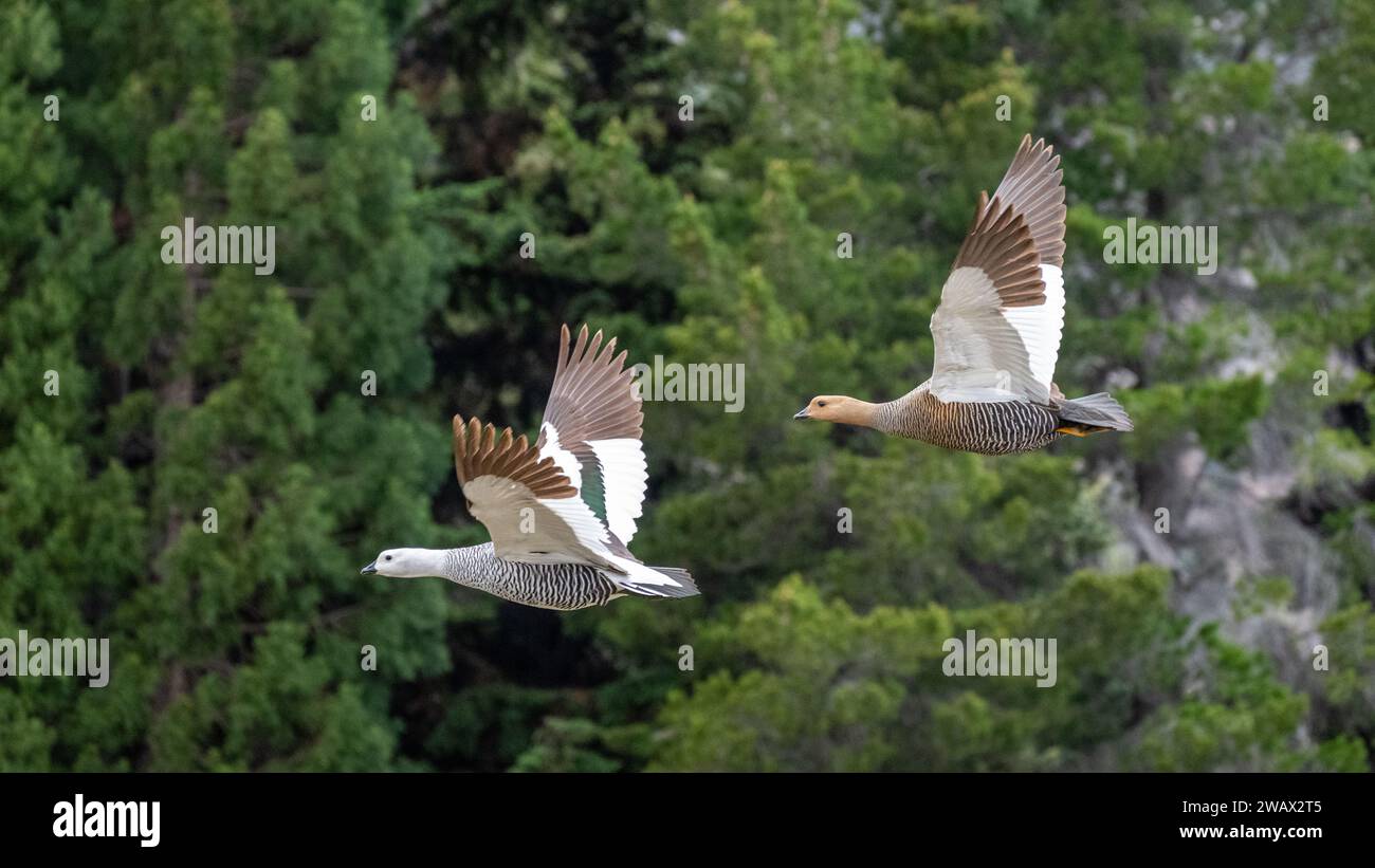 Patagonien ente -Fotos und -Bildmaterial in hoher Auflösung – Alamy