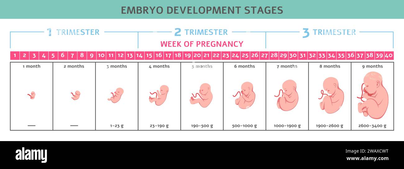 Entwicklungsstadien Der Schwangerschaft Diagramm