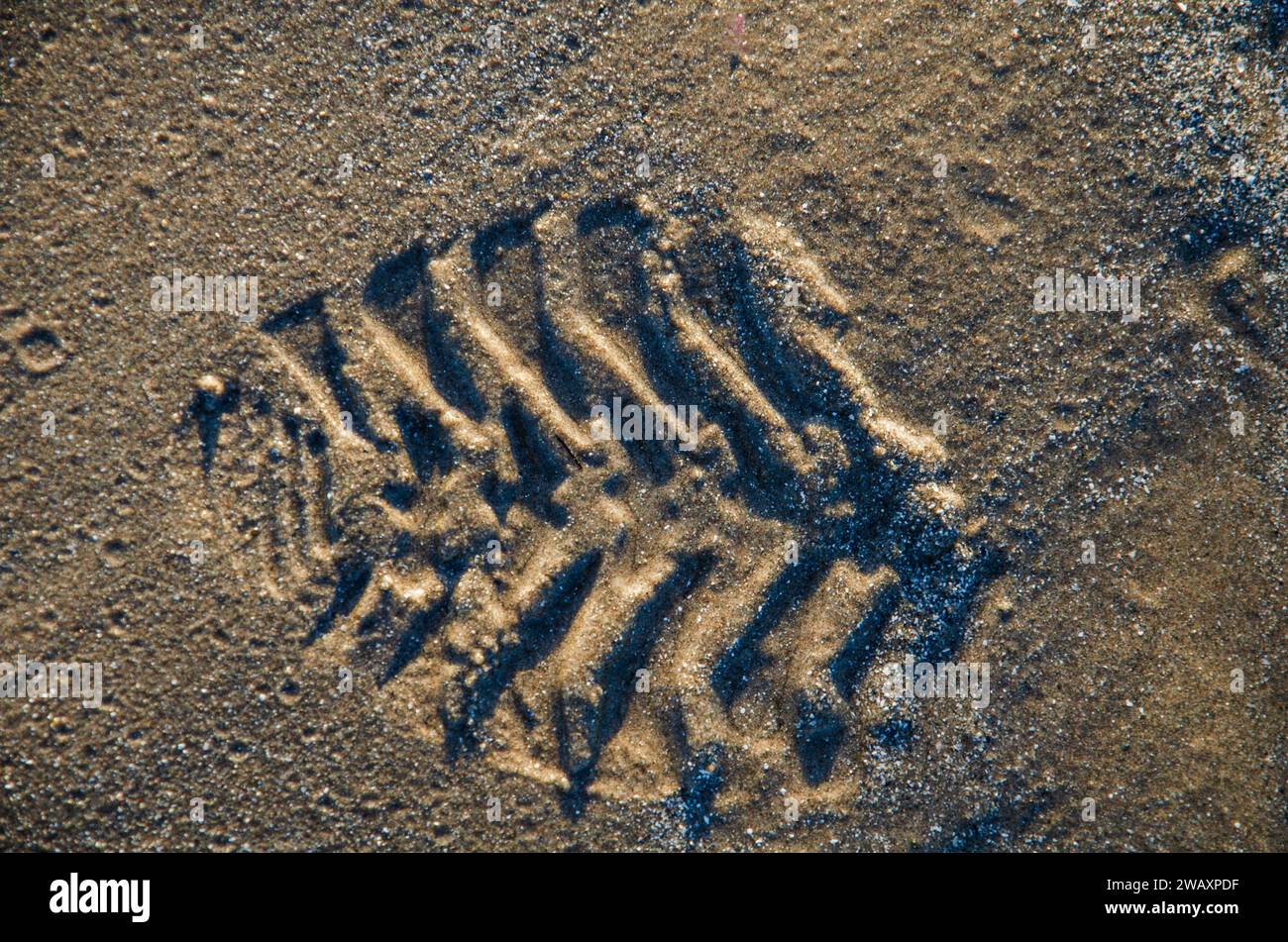 Trainer footprint in sand -Fotos und -Bildmaterial in hoher Auflösung – Alamy
