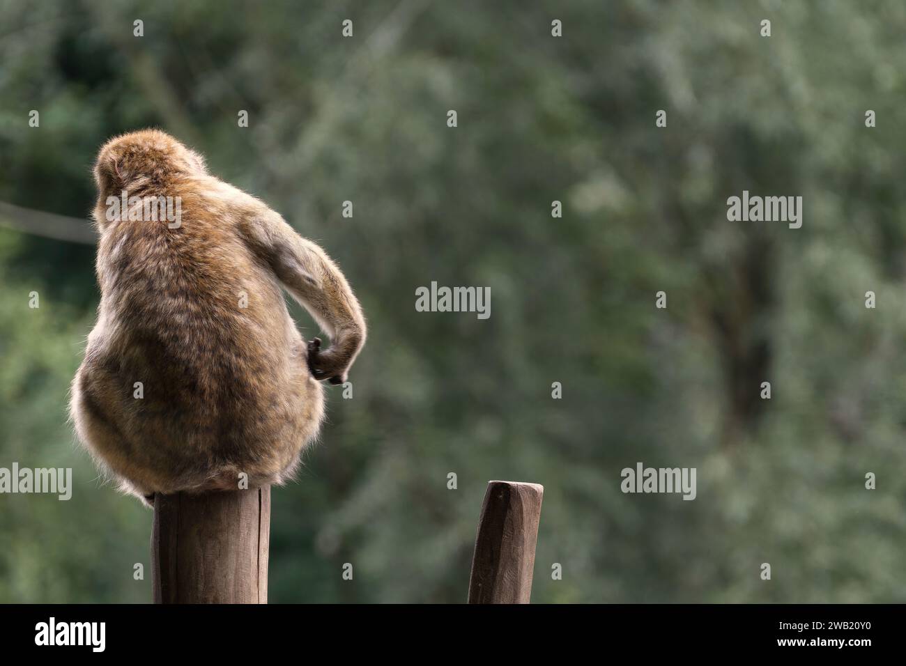 Poils de singe -Fotos und -Bildmaterial in hoher Auflösung – Alamy