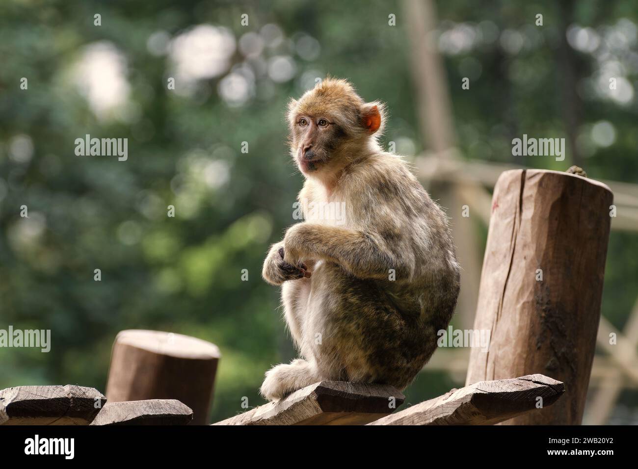 Poils de singe -Fotos und -Bildmaterial in hoher Auflösung – Alamy