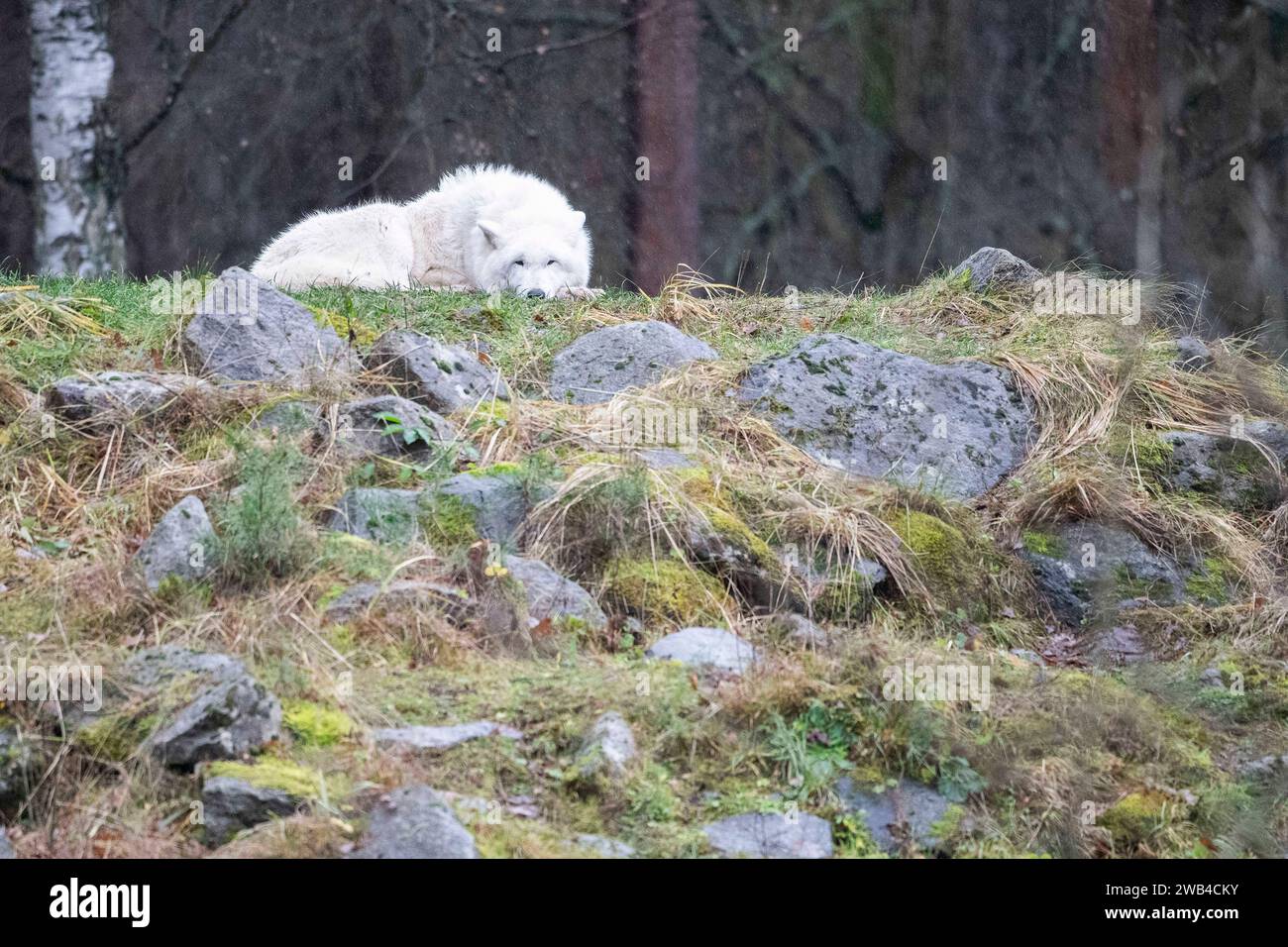 Wildpark alte Fasanerie Hanau, Polarwolf 02.01.2024 Hanau ...